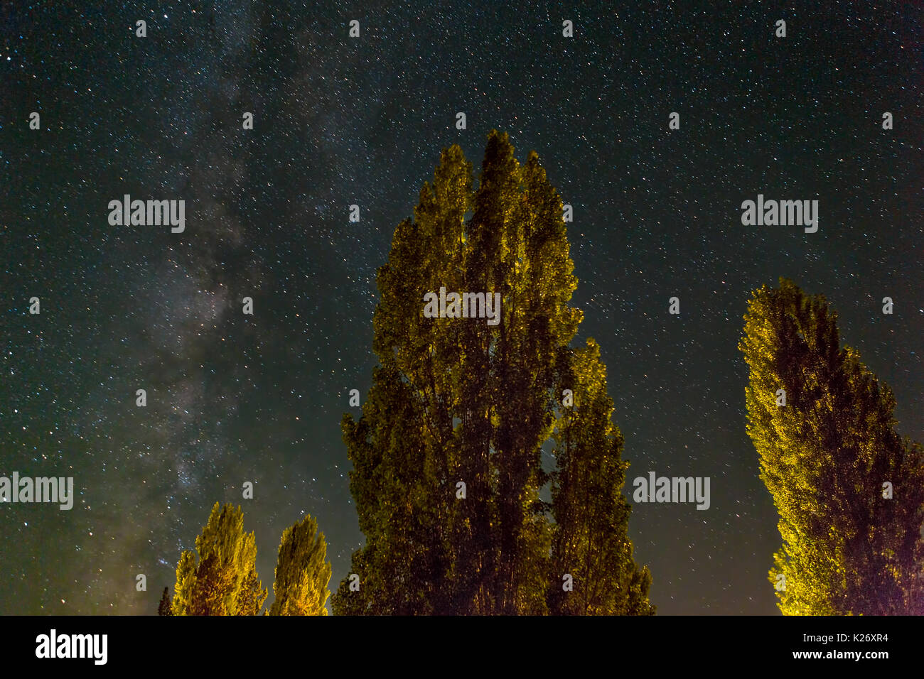 Milky Way and Trees in the high desert of Central Oregon under a starry ...
