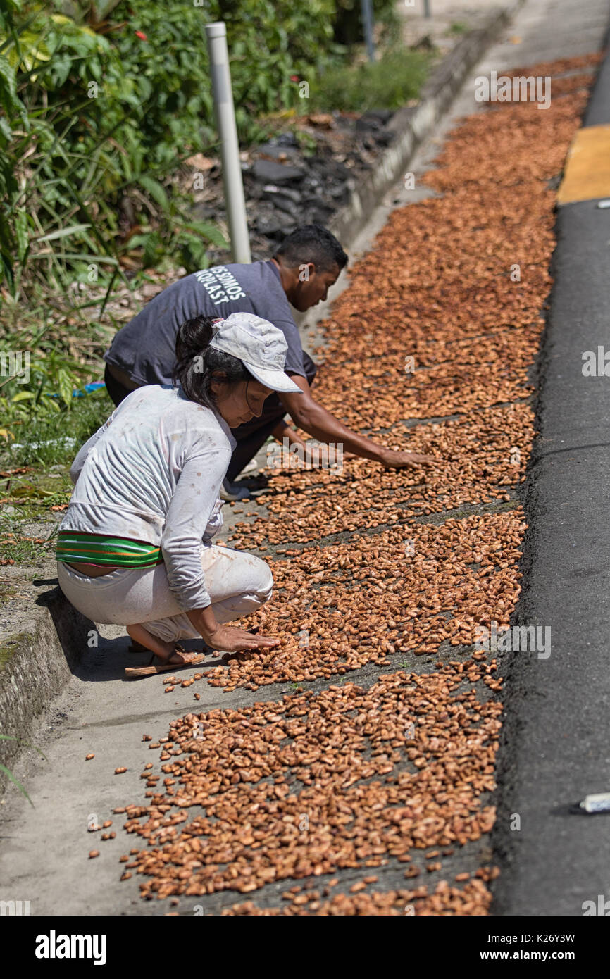 Sun drying cocoa beans hi-res stock photography and images - Alamy