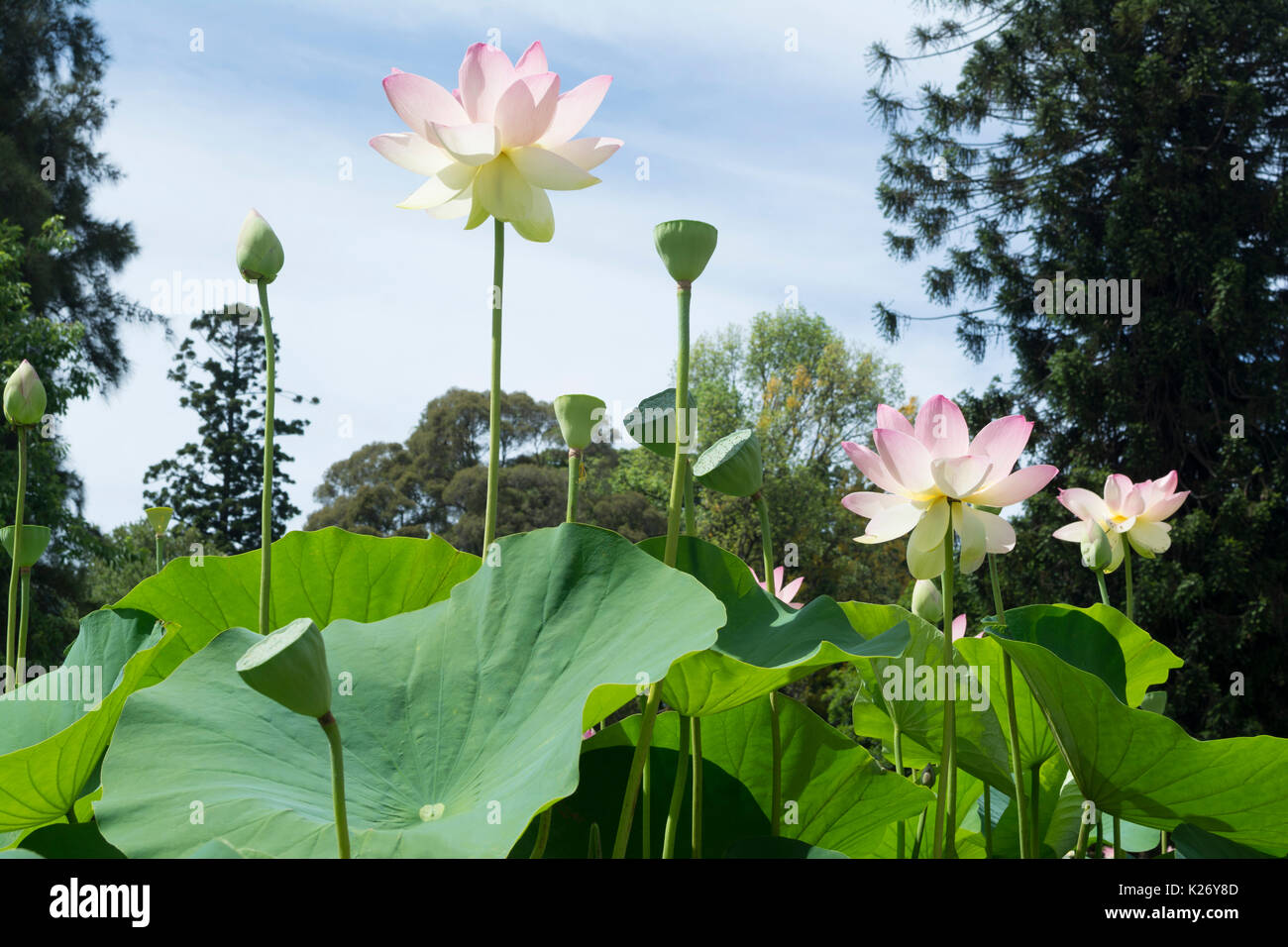 Grouping of Nelumbo Nucifera, Sacred Lotus from below. Also know in the ...