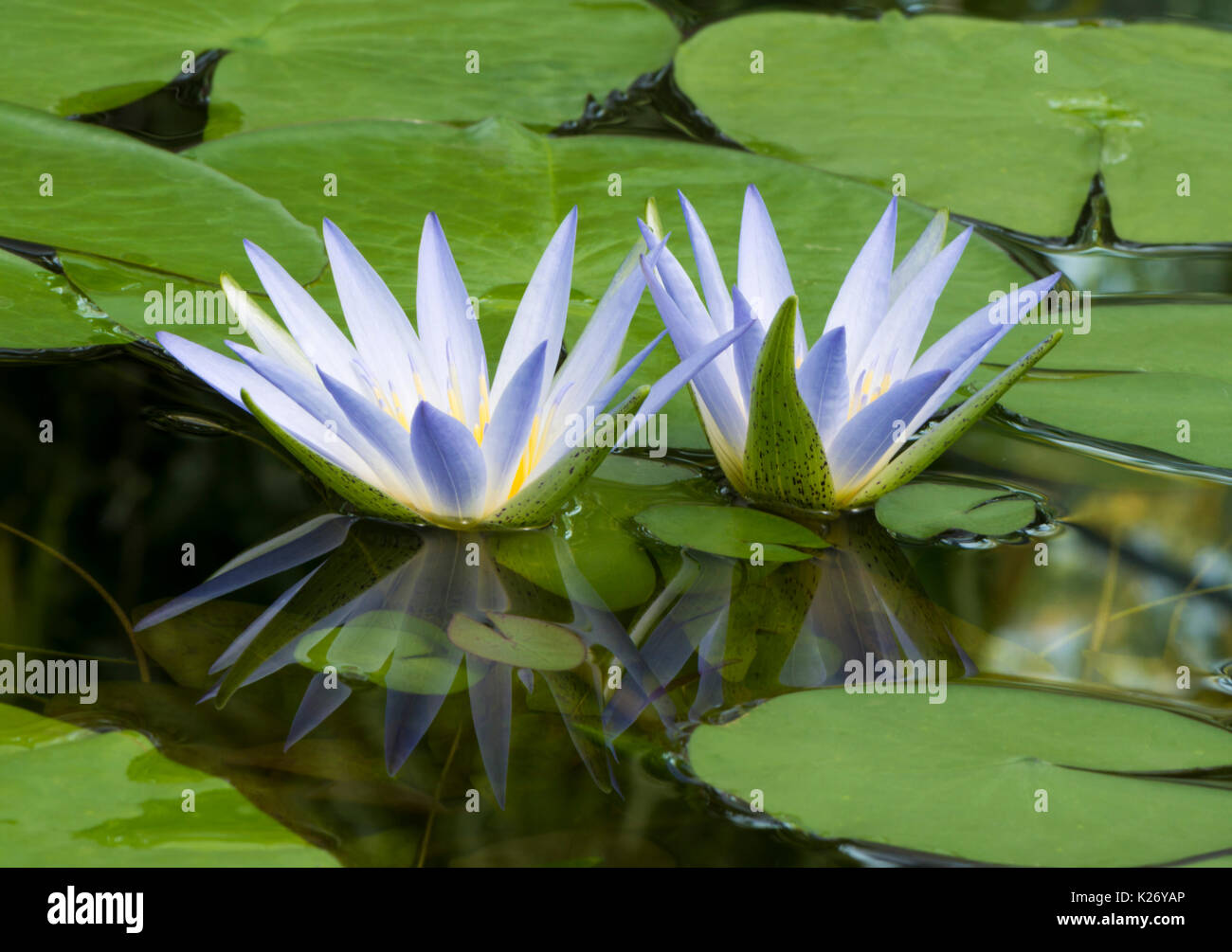 Small and newly formed Nymphaea Caerulea waterlilies with their ...