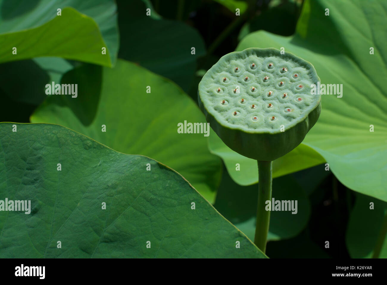 Nelumbo Nucifera, Sacred Lotus seed pod surrounded by leaves. Also know in the past as Nelumbium ...