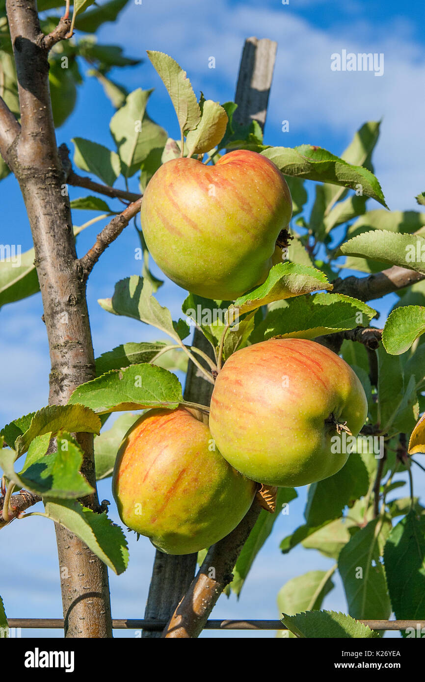 Close up of the tree branch with ripe organic apple on branch, fruit on ...