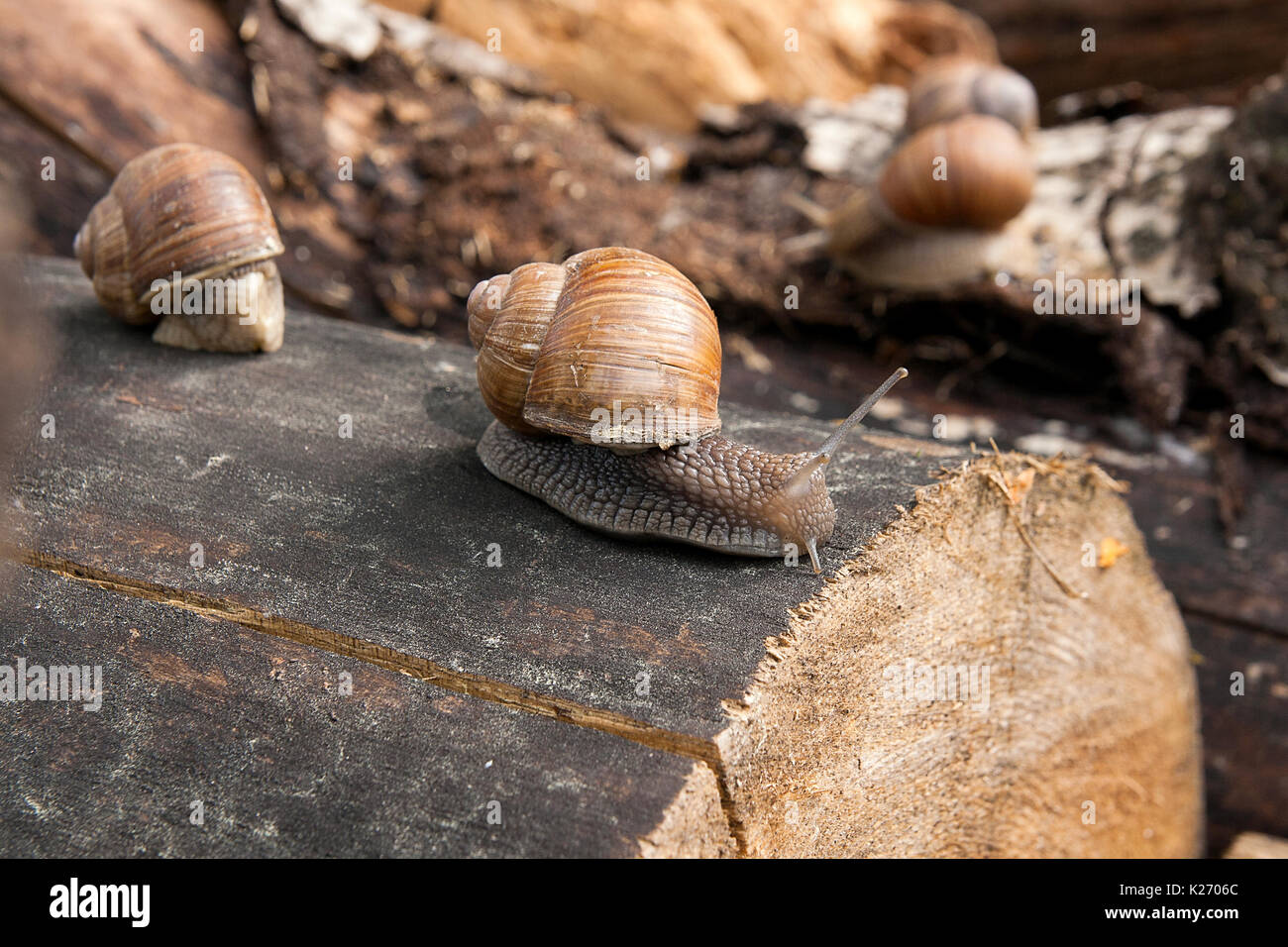 Roman Snail - Helix pomatia. Helix pomatia, common names the Roman ...