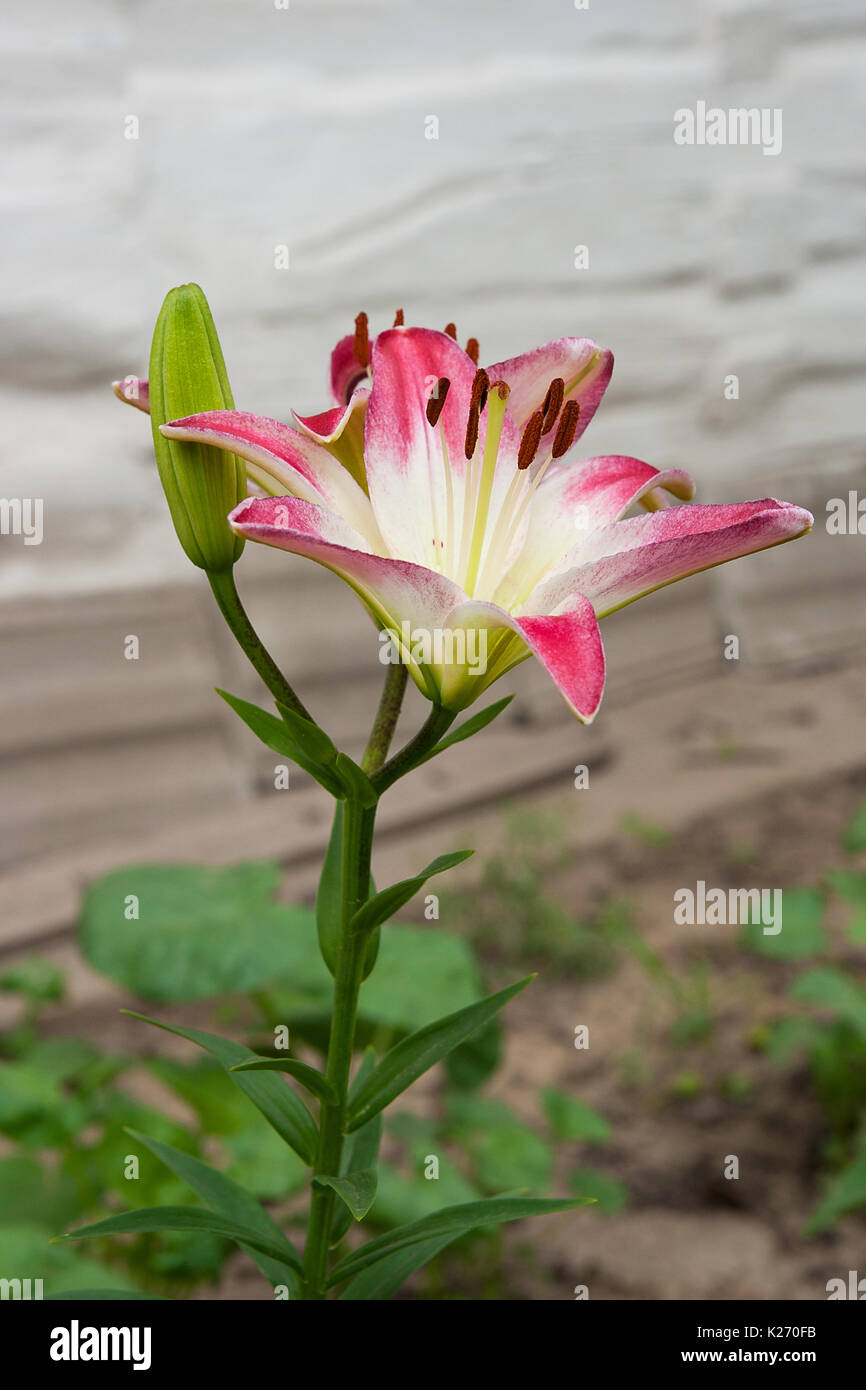 Close up view of the pink lily blossoms on natural background. Close up ...