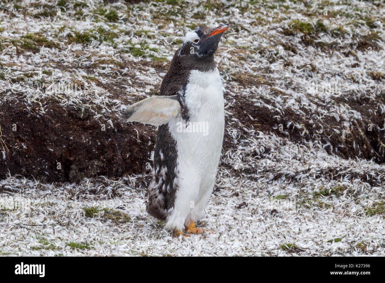 Penguin stretching hi-res stock photography and images - Alamy