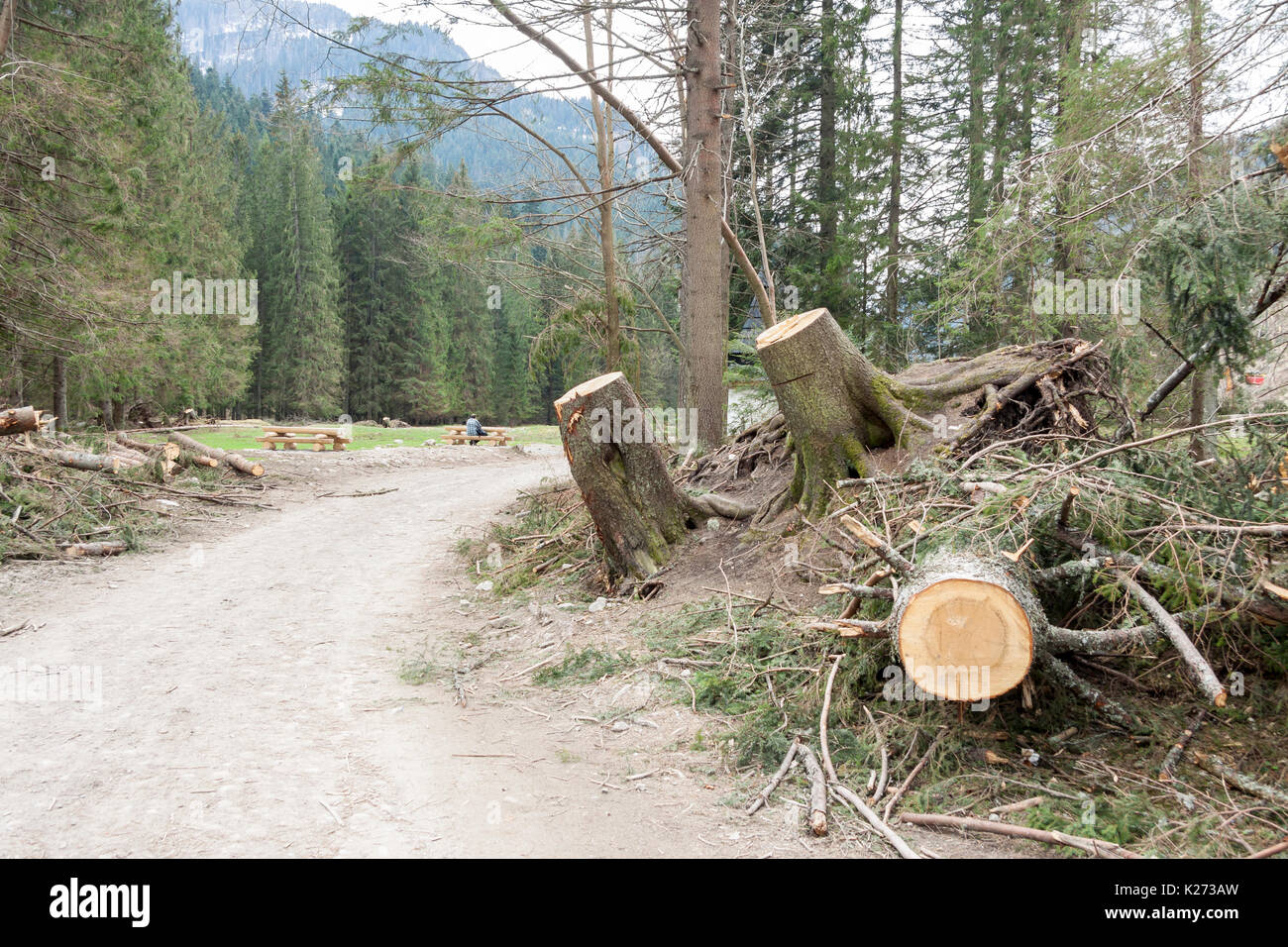 Broken trees after powerful hi-res stock photography and images - Alamy
