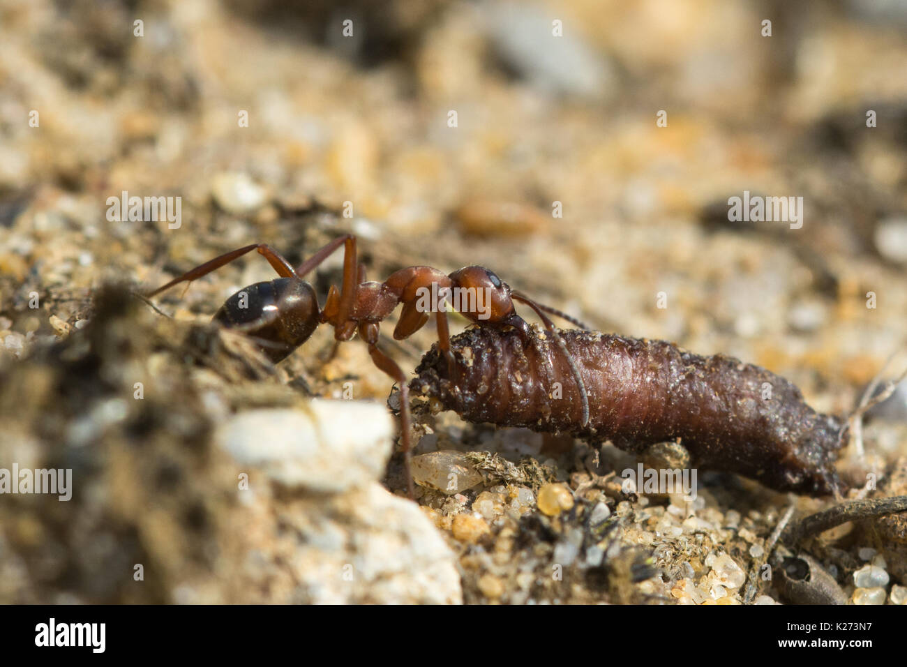 Macro of a wood ant pulling a larva across a patch of sand in a Surrey ...