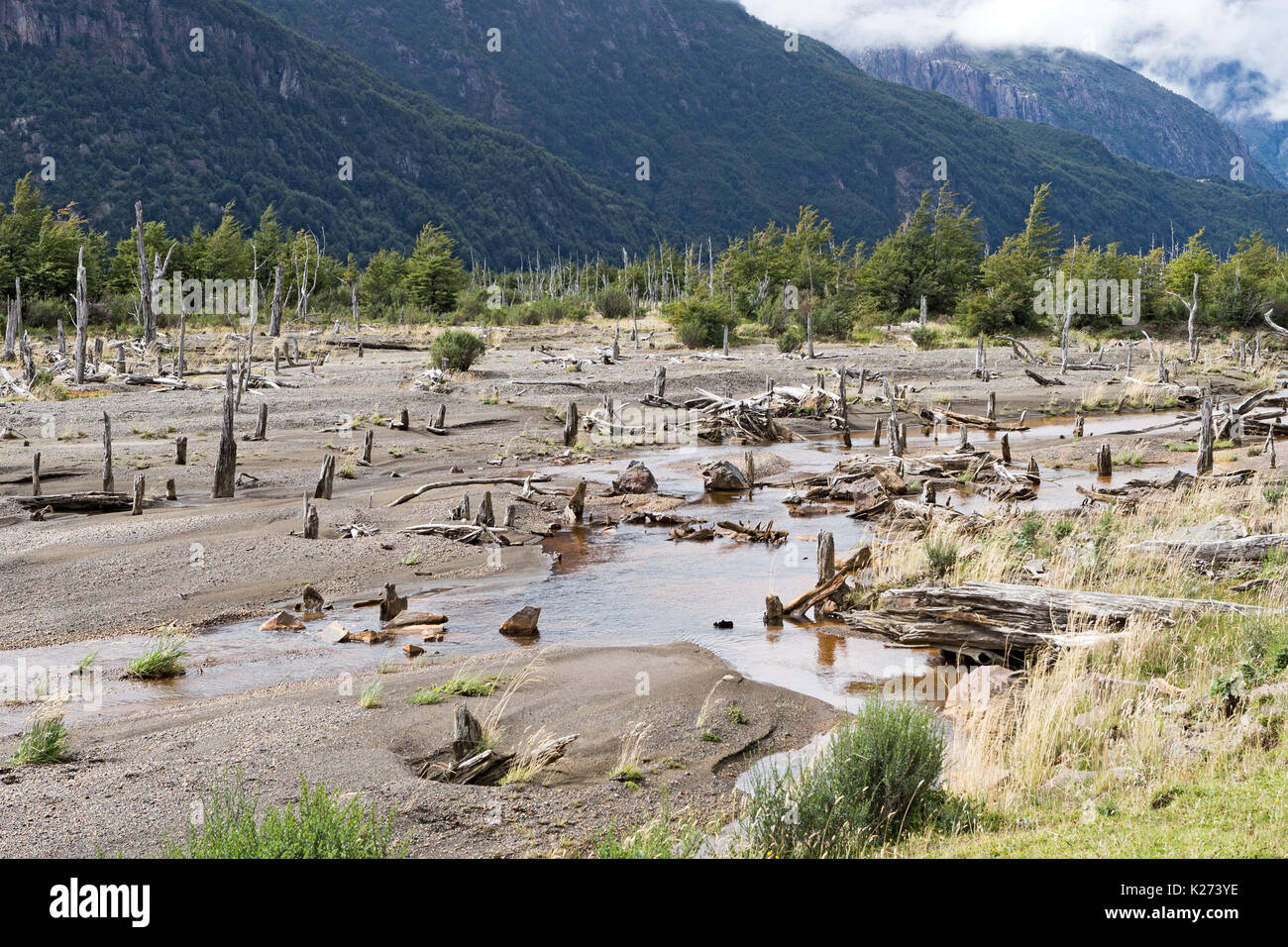 Bosque Muerta (dead forest from Volcano Hudson erupting 1991) Balmaceda ...