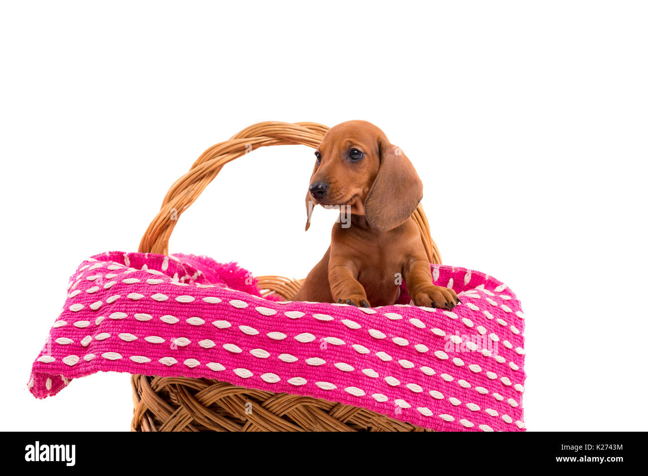 Studio shot of a beautiful teckel puppy, isolated over white background ...