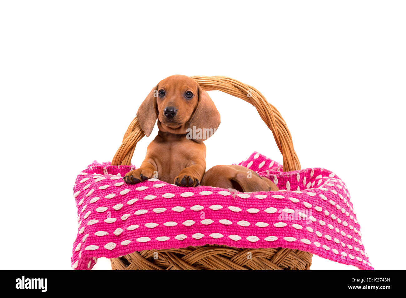 Studio shot of a beautiful teckel puppy, isolated over white background ...