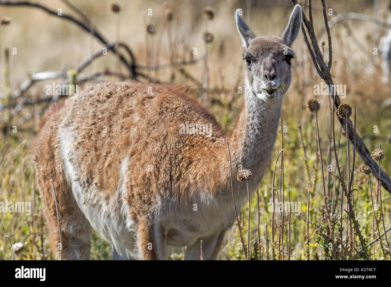 Guanaco, Valle Chacabuco Patagonia Park Chile Stock Photo - Alamy