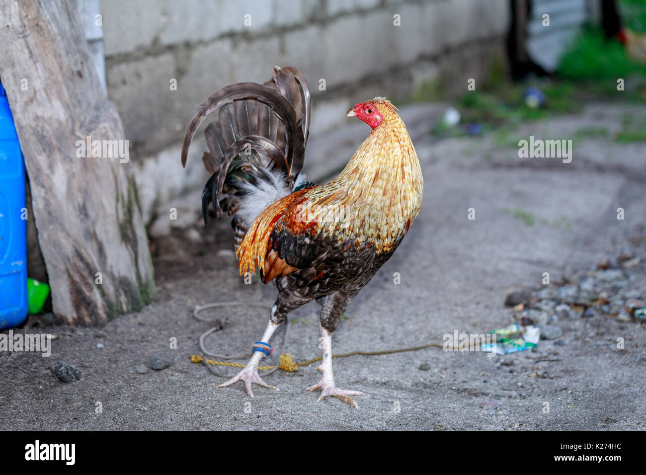 rooster in the farm, Philippines Stock Photo - Alamy