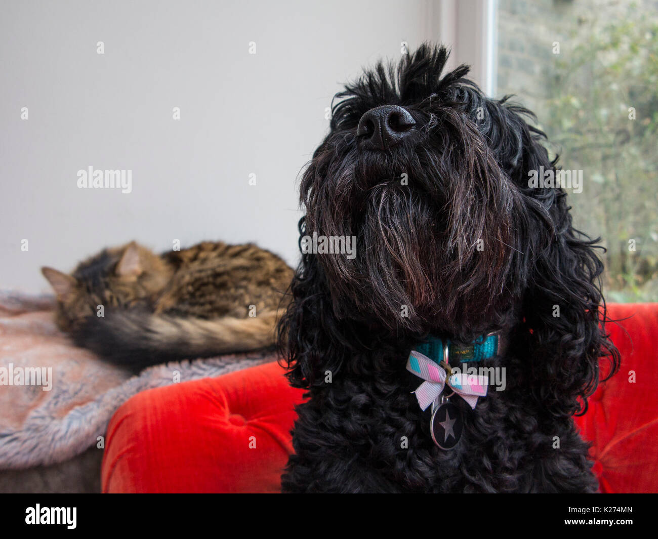A black cockapoo dog with a bow protects its friend, a sleeping ...