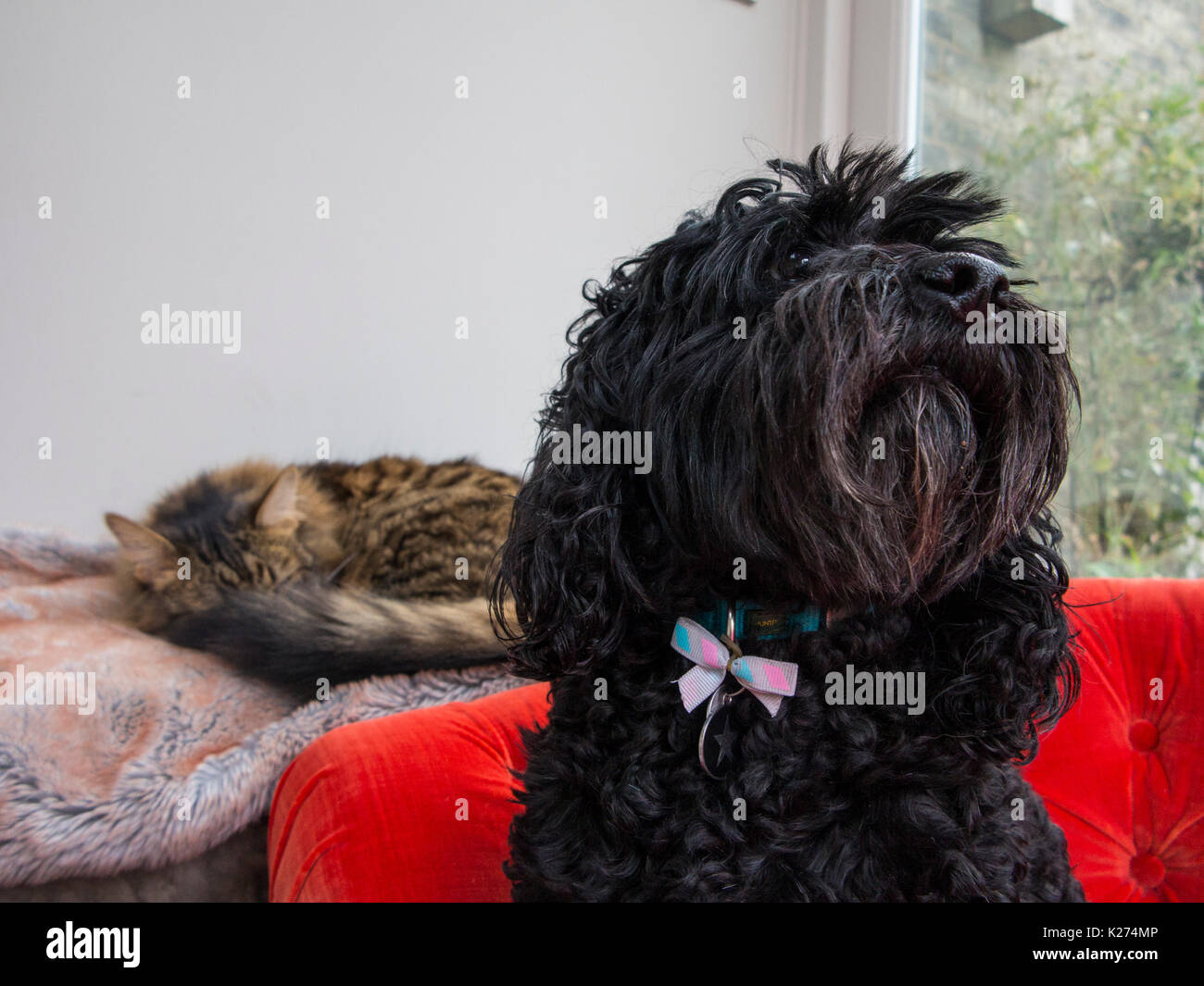 Cockapoo inside hi-res stock photography and images - Alamy