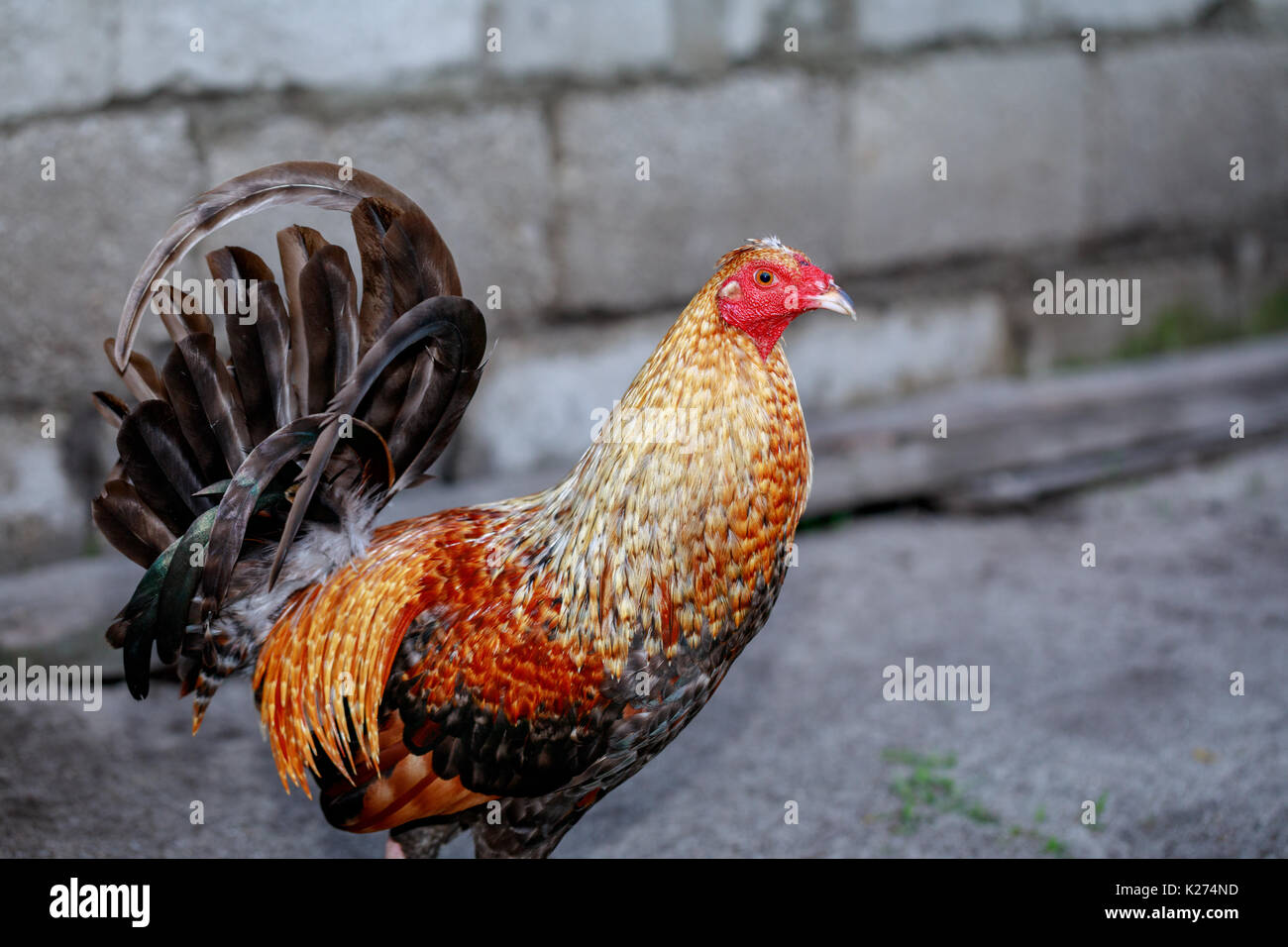 rooster in the farm, Philippines Stock Photo - Alamy