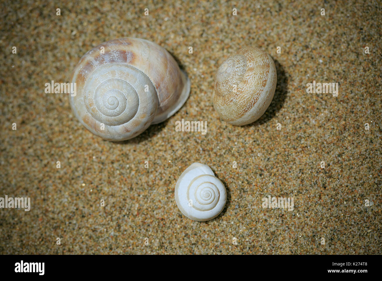 Snail Snail Art Desert Pop