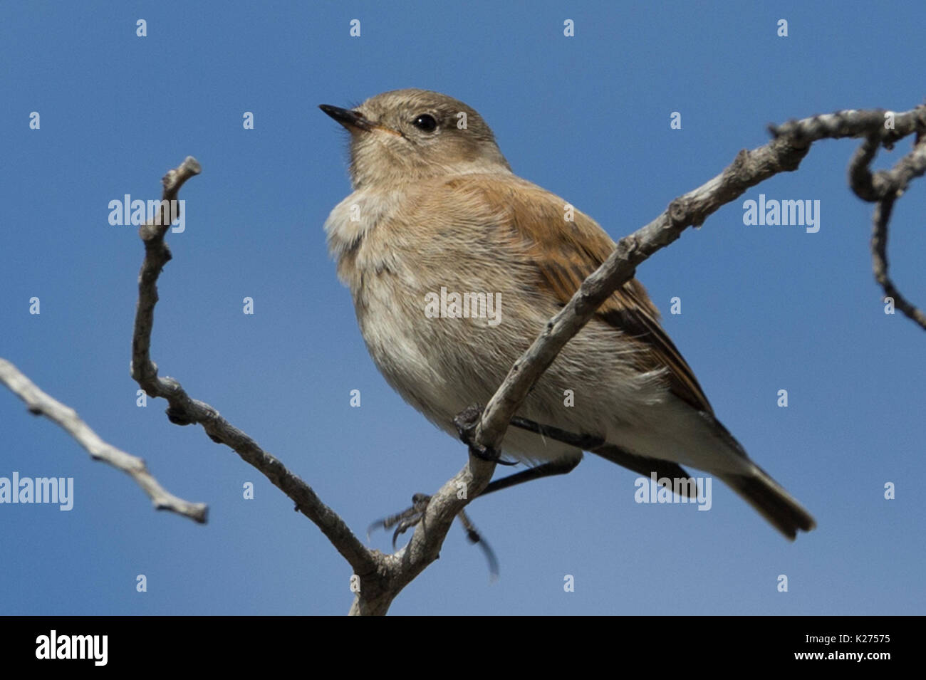Austral Negrito Lessonia rufa Valle Chacabuco Patagonia Park Chile ...