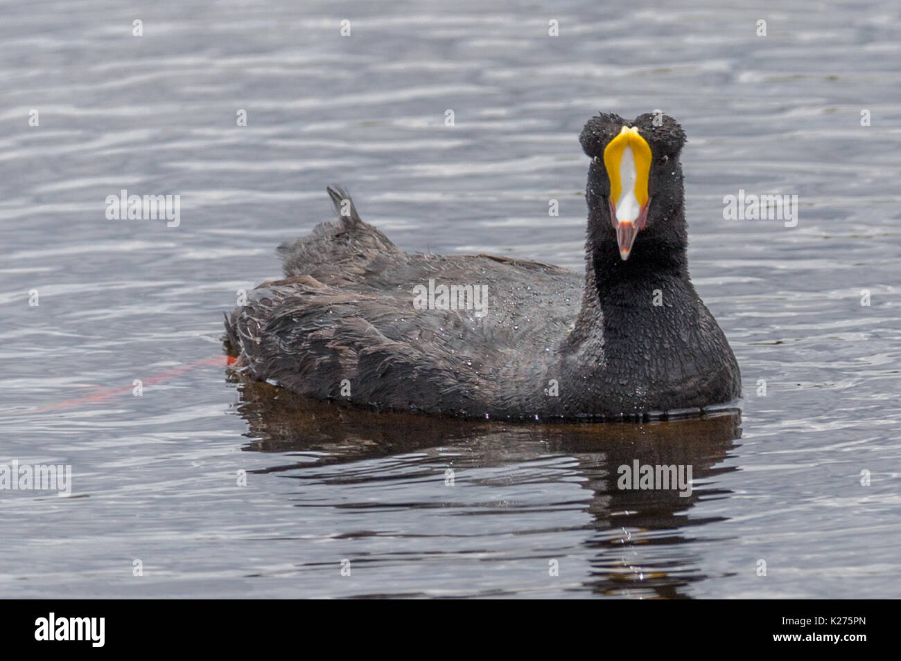 Giant Coot,Fulica gigantea, Aguada Blanca national Reserve Peru Stock ...