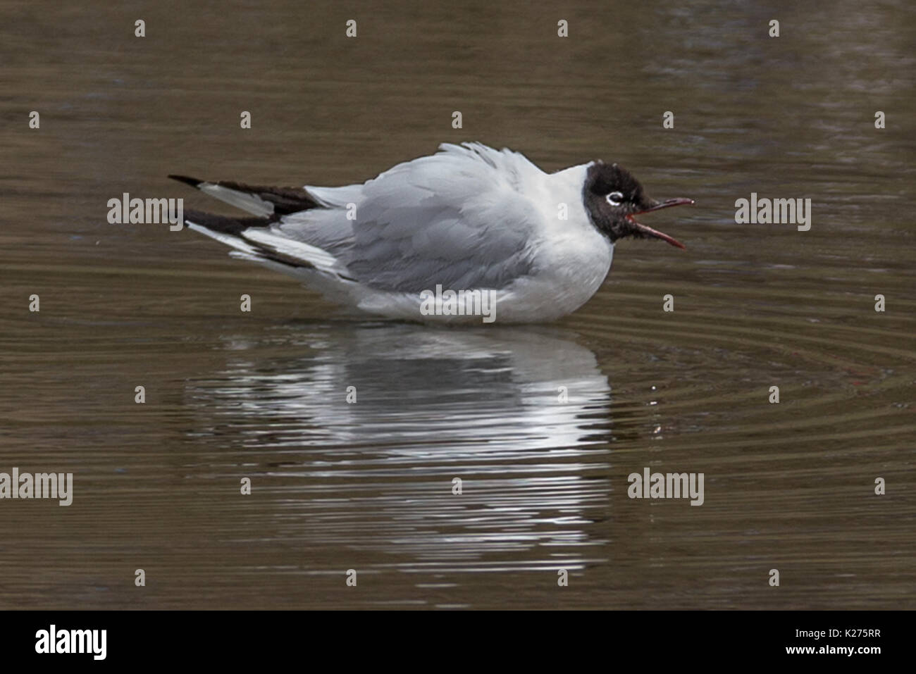 Gull peru hi-res stock photography and images - Alamy