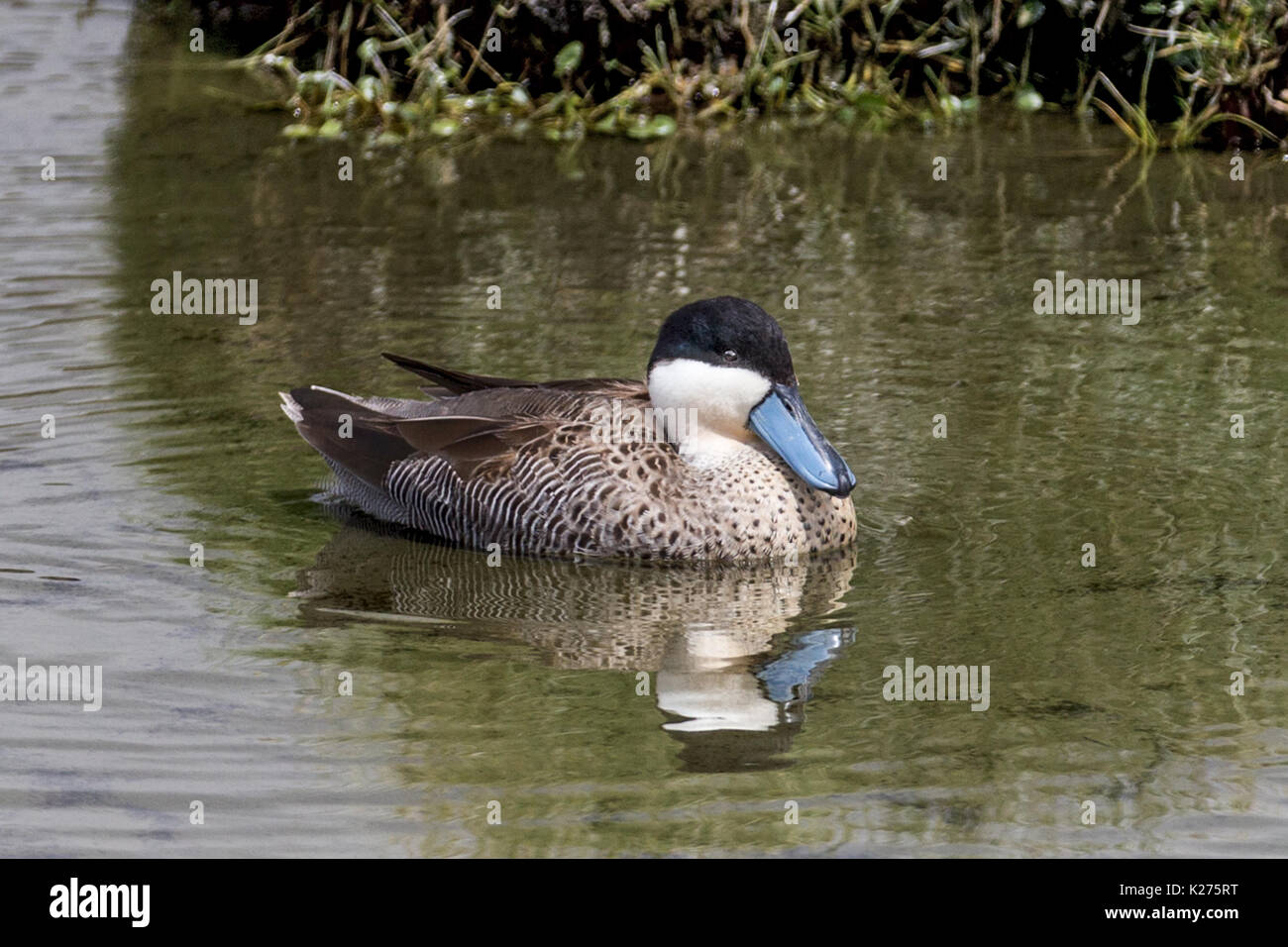 Puna Teal, Spatula puna, Aguada Blanca national Reserve Peru Stock ...