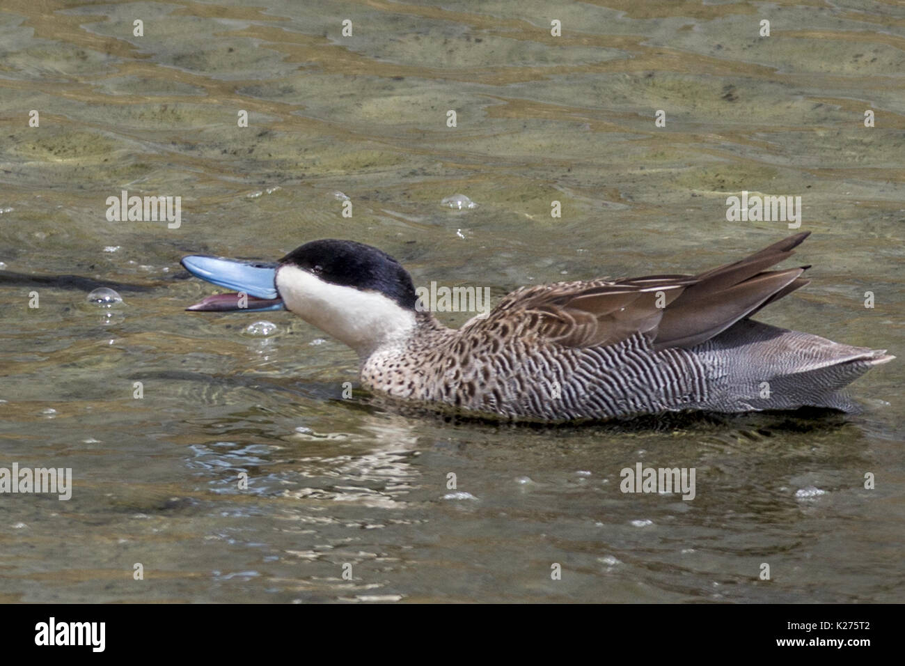Puna Teal, Spatula puna, Aguada Blanca national Reserve Peru Stock ...