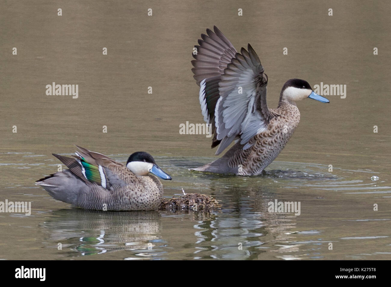 Puna teal spatula puna hi-res stock photography and images - Alamy