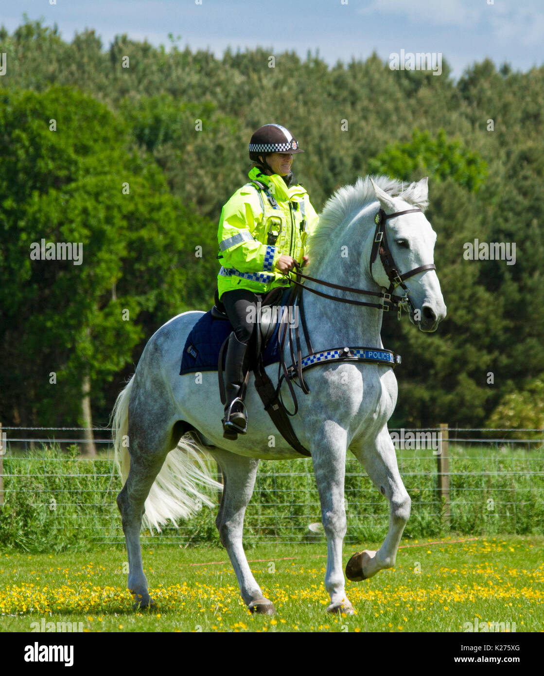 Police woman riding grey horse in rural area near Etal in ...