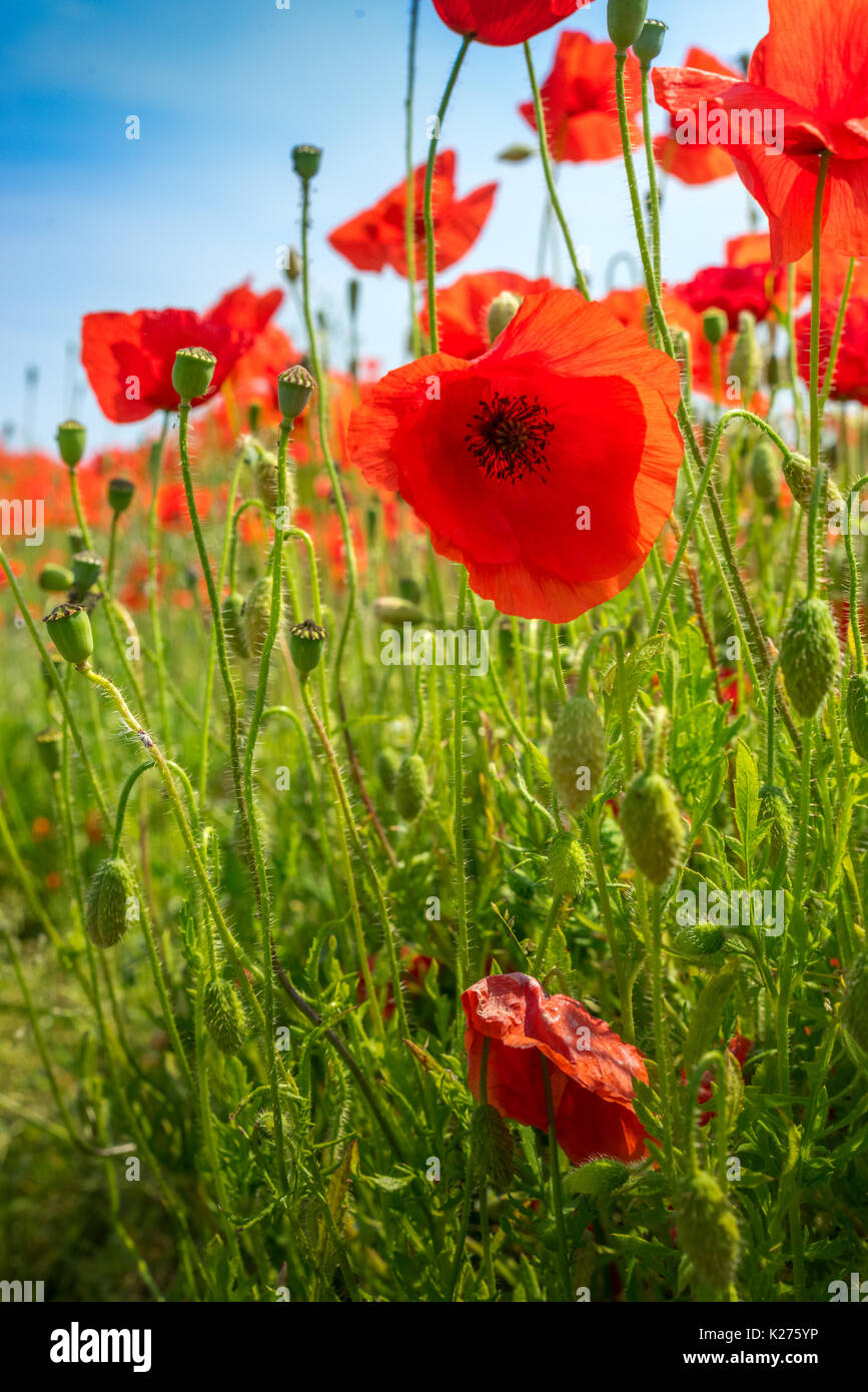 Wilting poppy hi-res stock photography and images - Alamy