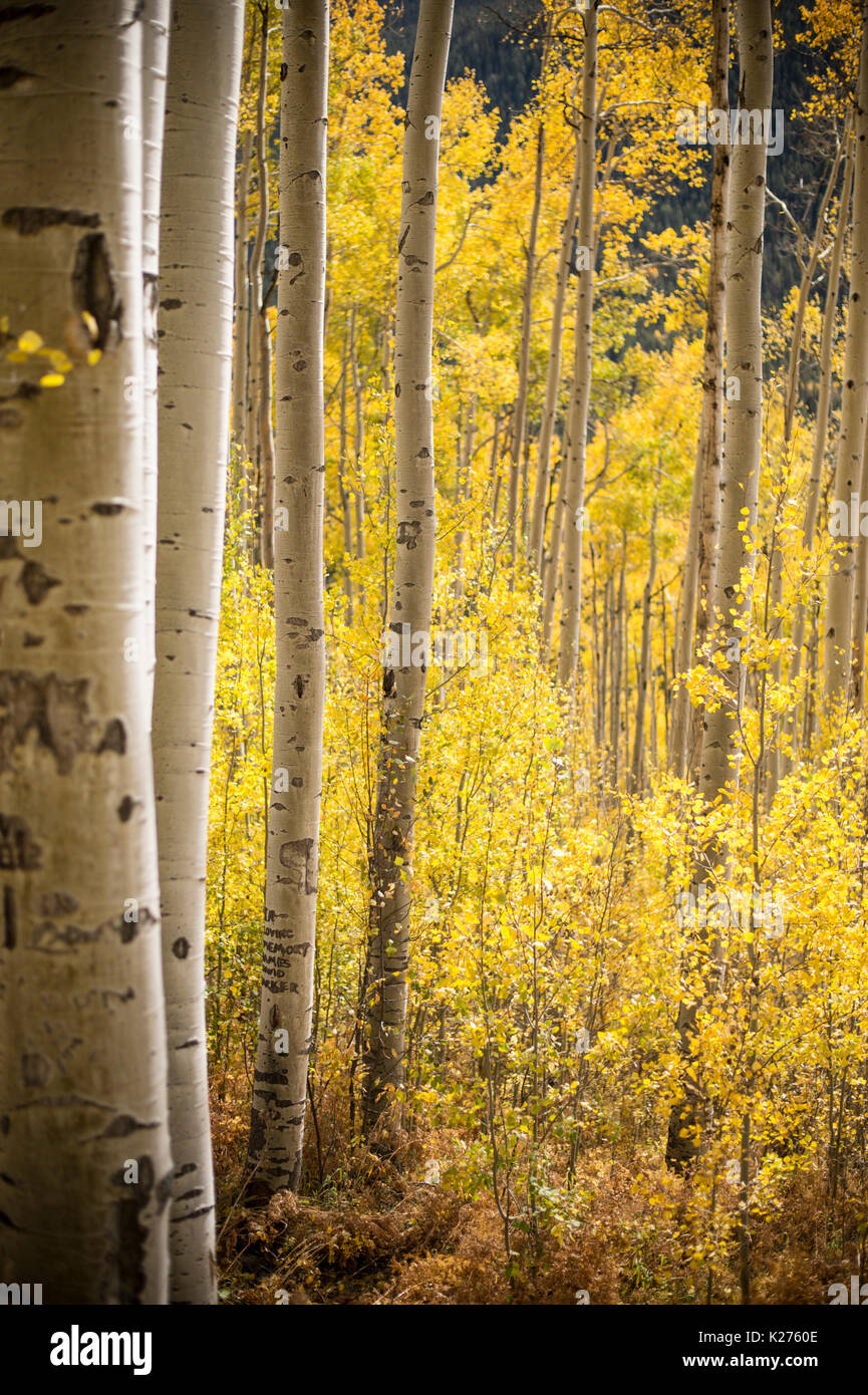 Aspen trees during the Autumn season near Aspen, Colorado, USA Stock ...