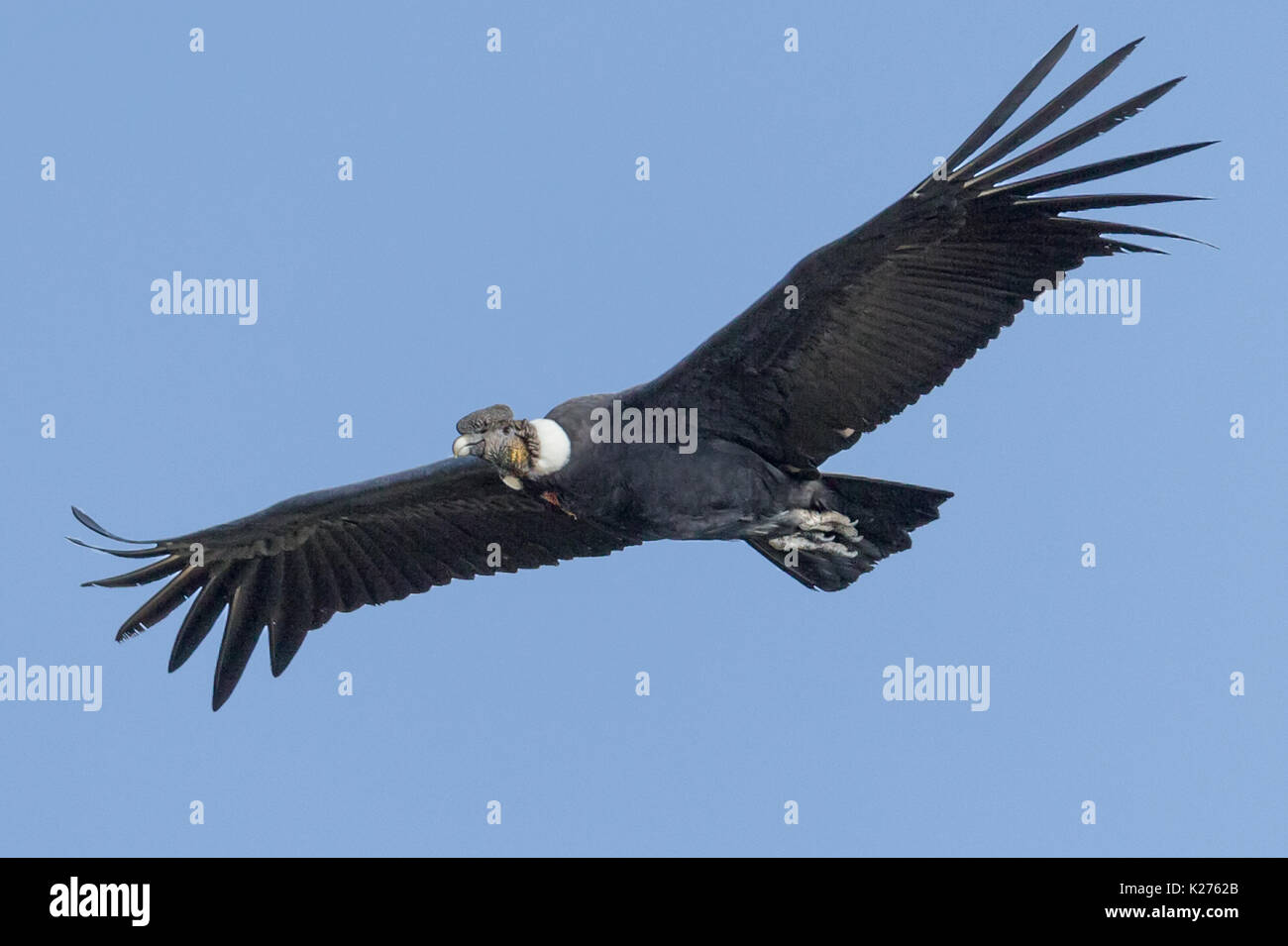 Male Condor vulture Mirador de la Cruz del Condor Peru Stock Photo - Alamy