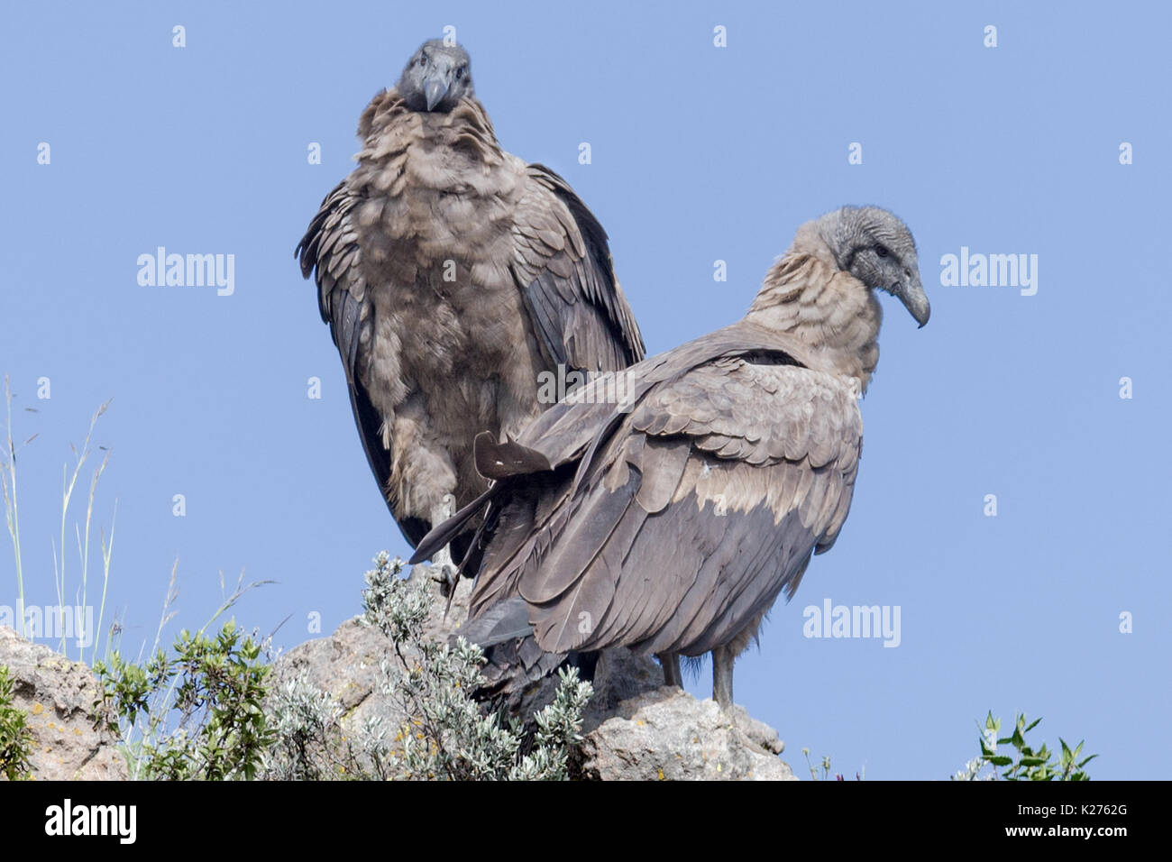 Condor sitting hi-res stock photography and images - Alamy