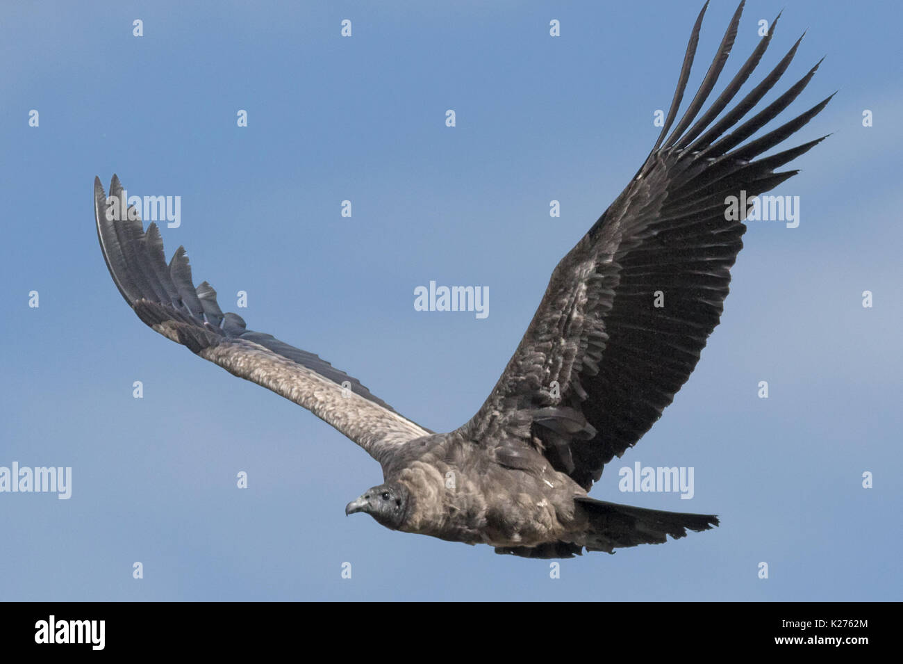 Young condor peru hi-res stock photography and images - Alamy