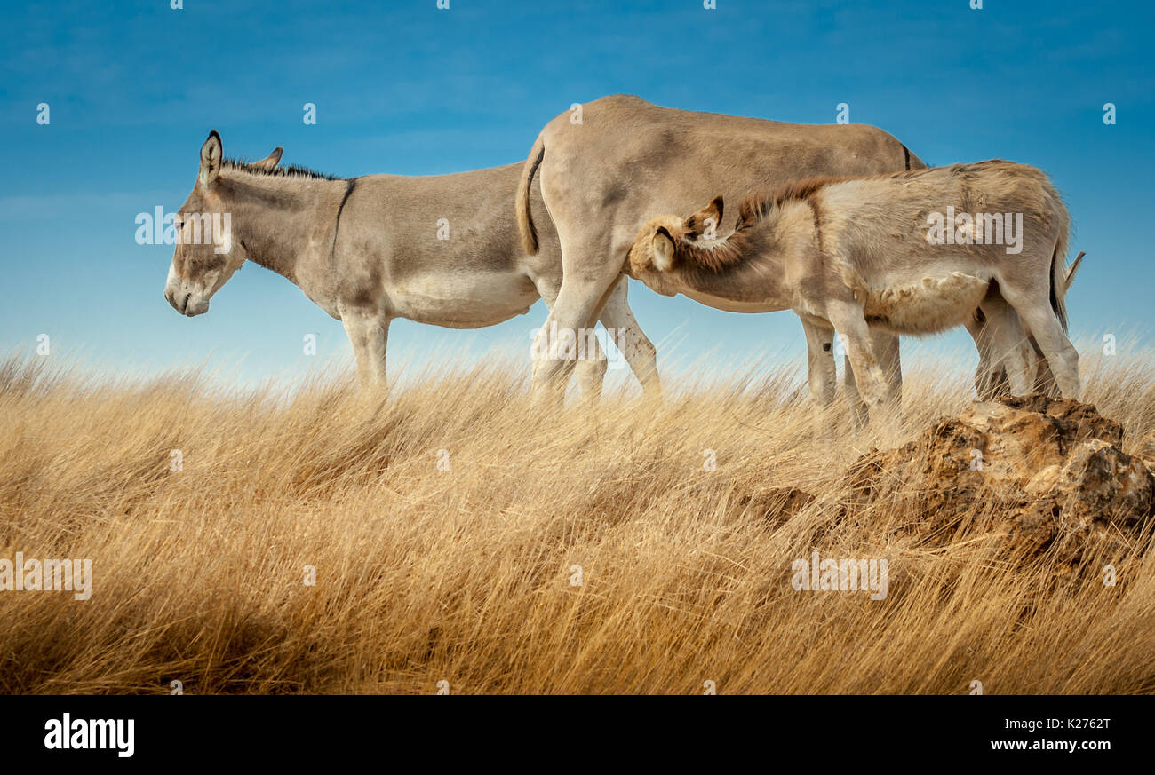 A family of Three Donkeys with the Foal feeding from it's mother Stock ...