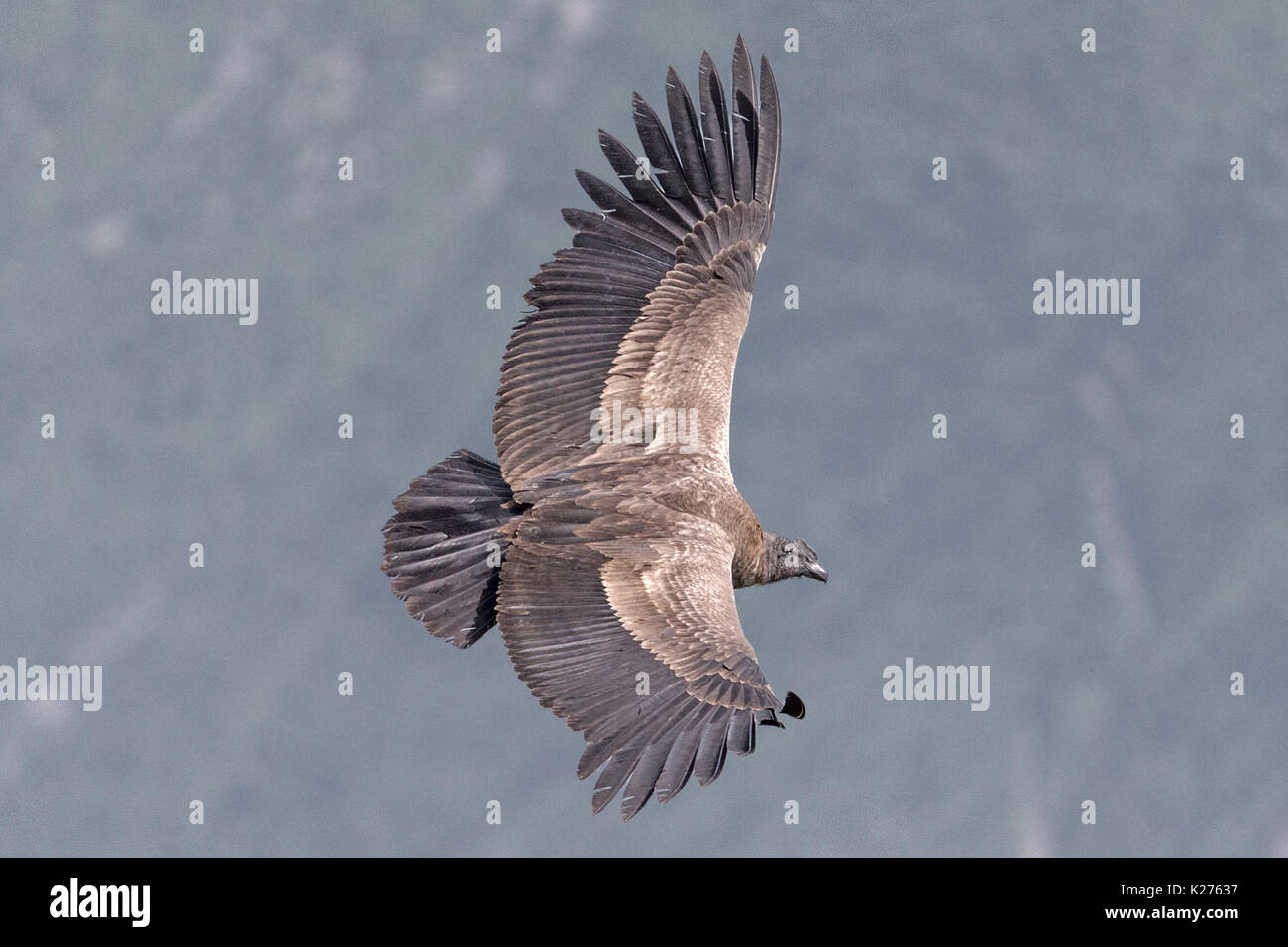 Young condor peru hi-res stock photography and images - Alamy