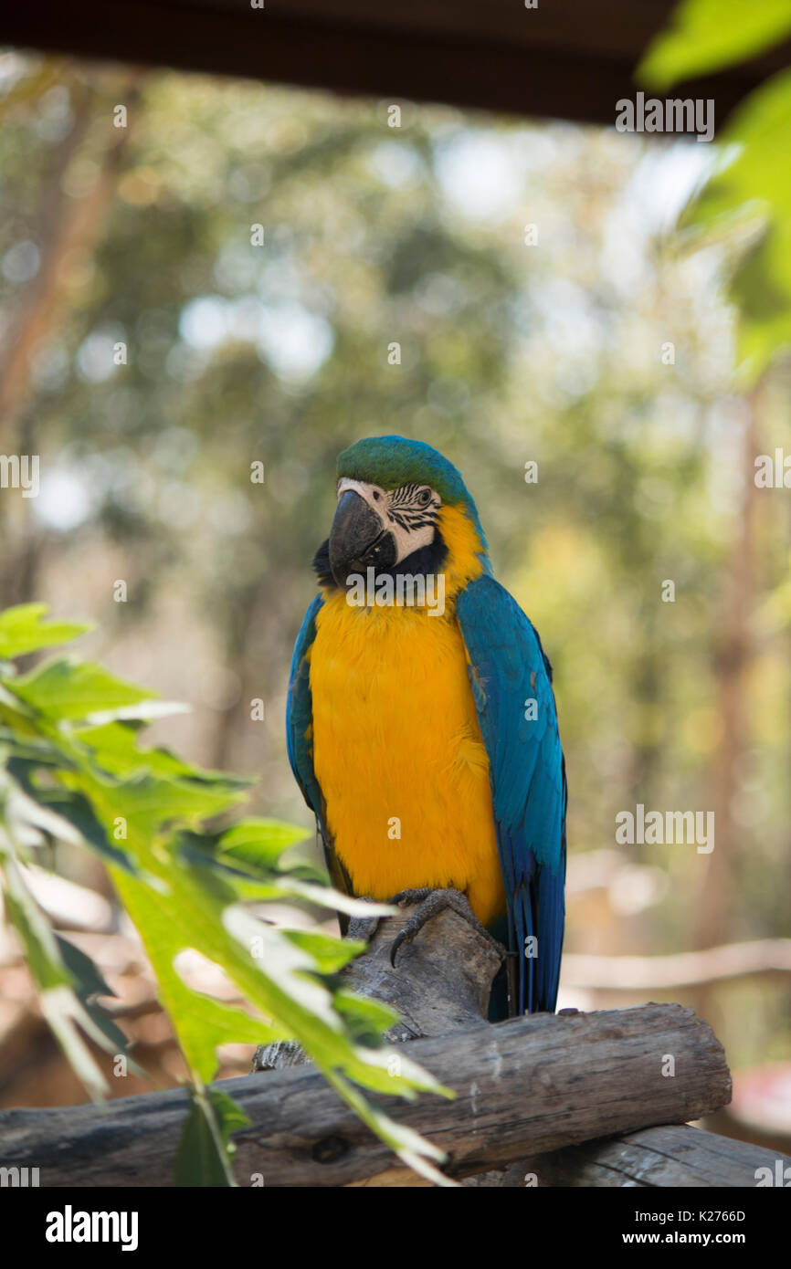 Parrot zoo chiang mai thailand hi-res stock photography and images - Alamy