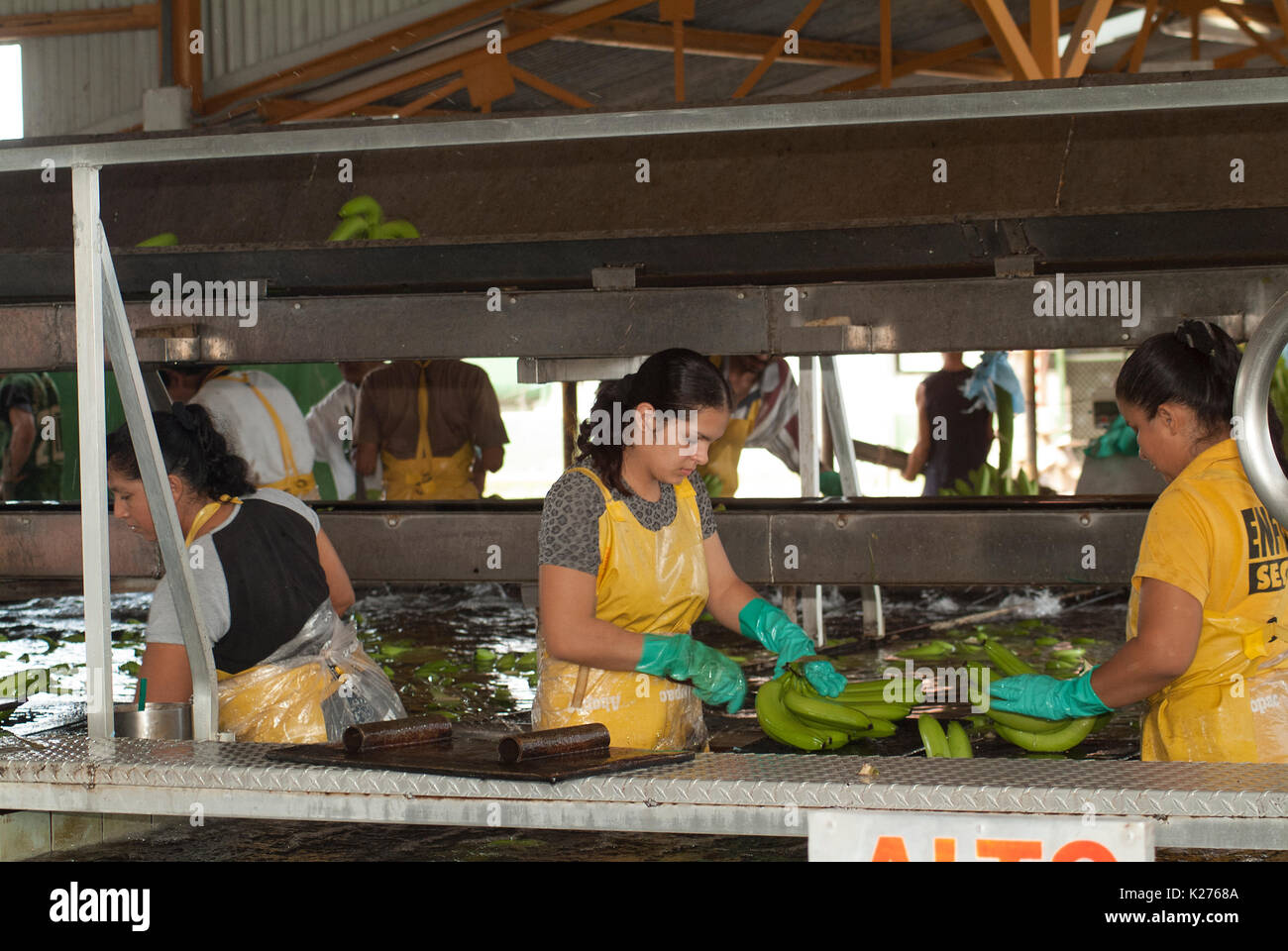 Costa rican banana plantation hi-res stock photography and images - Alamy