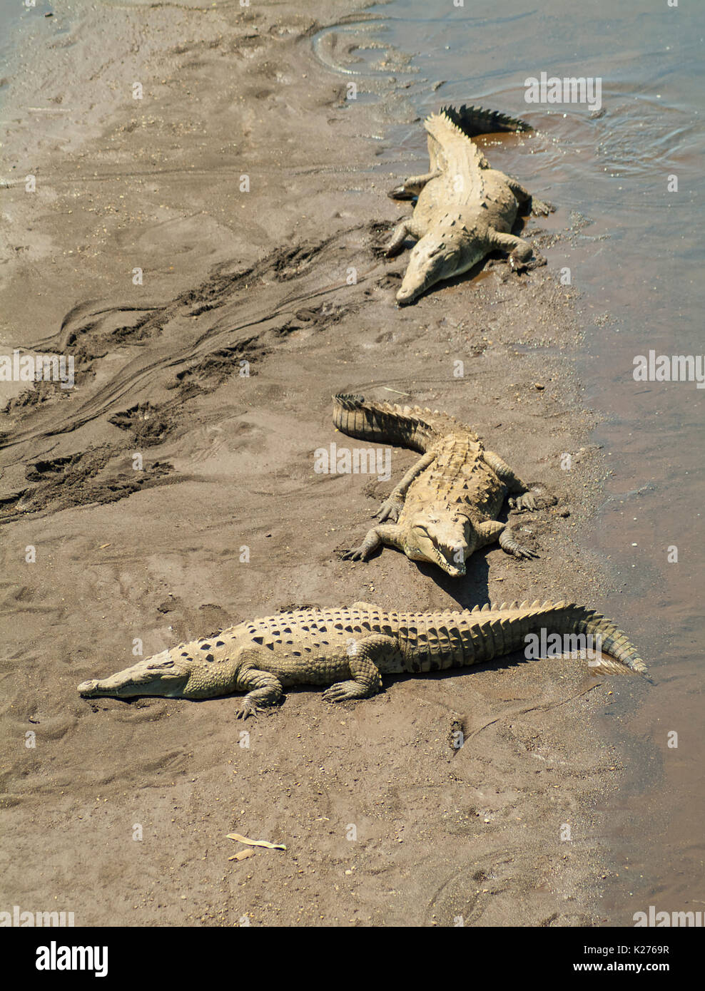 Crocodile biodiversity hi-res stock photography and images - Alamy