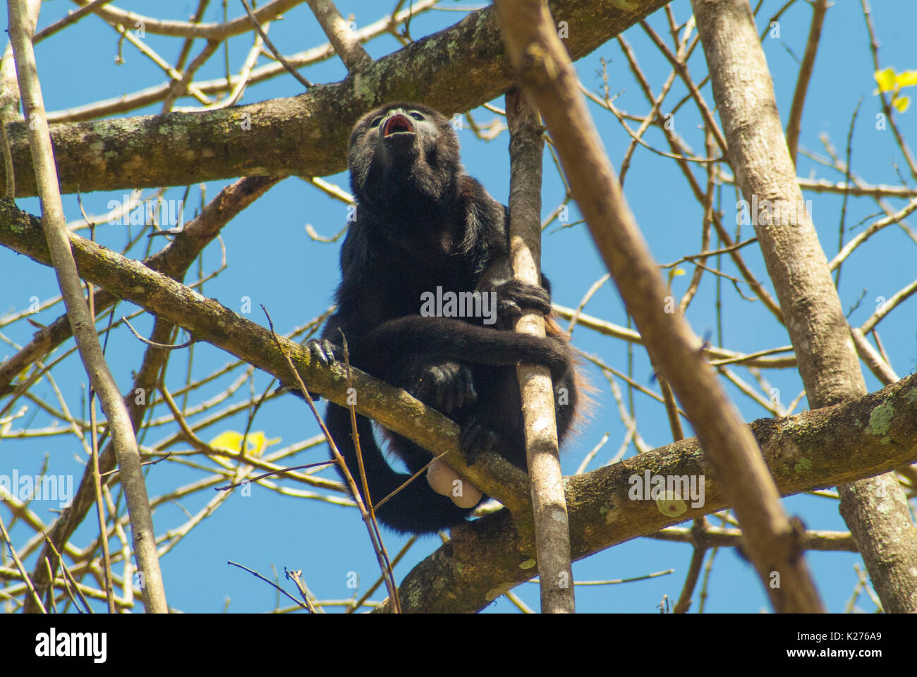 Mantled Howler Monkey Howling Stock Photo - Alamy