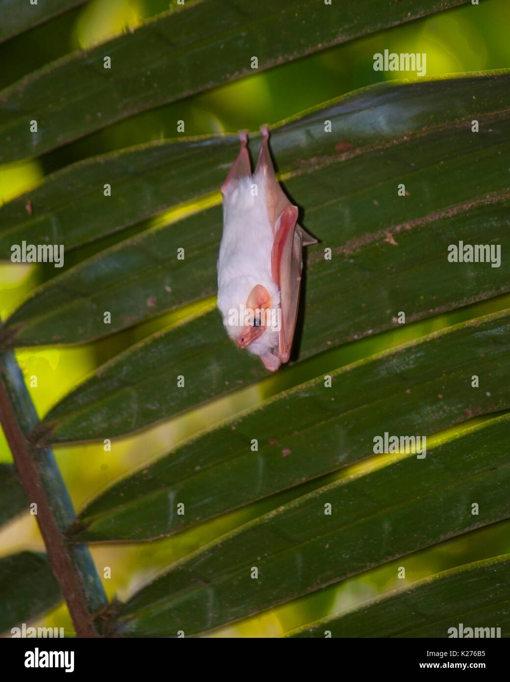 Small White Bat Stock Photo - Alamy