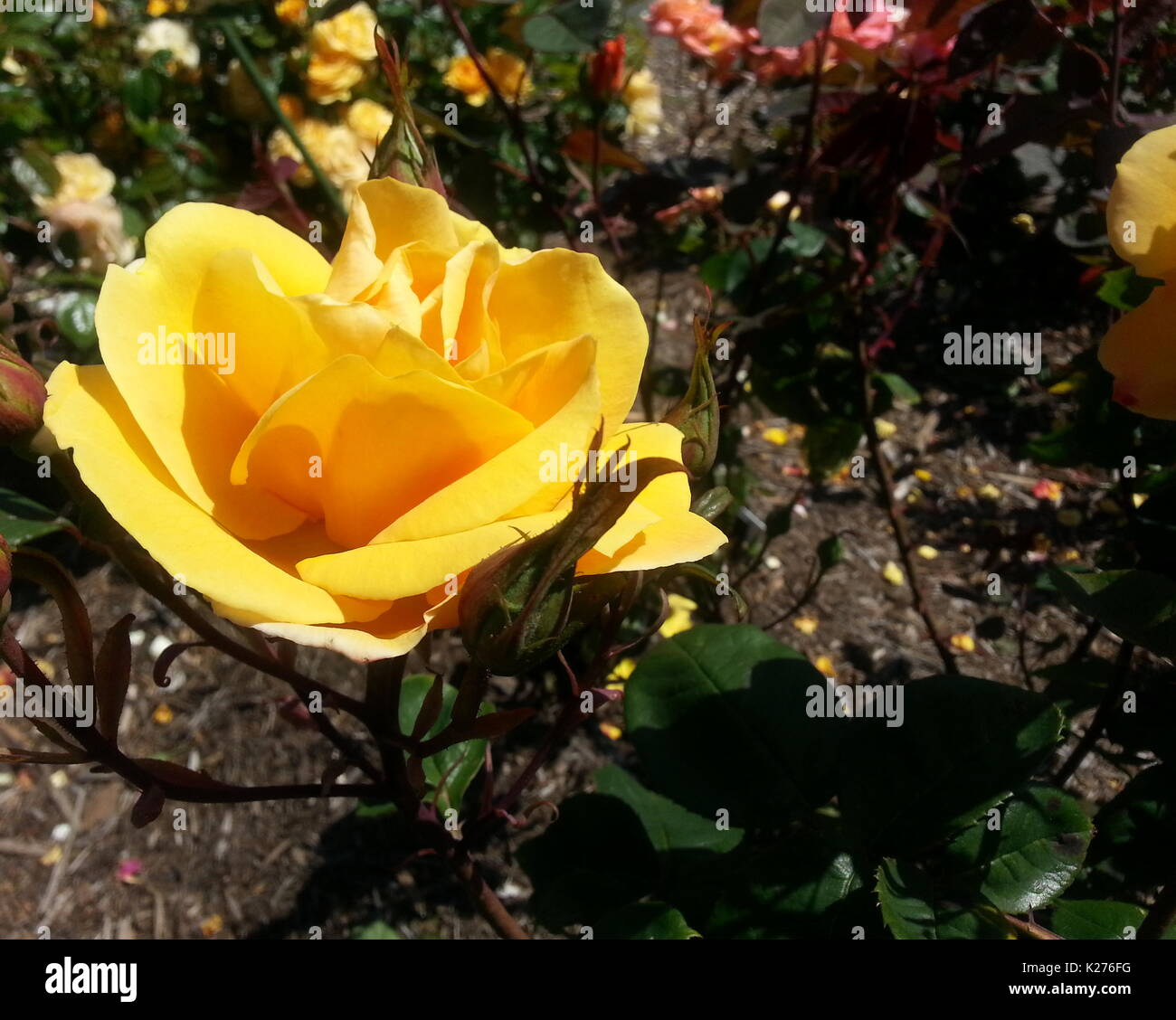 Rose and nature gold hi-res stock photography and images - Alamy