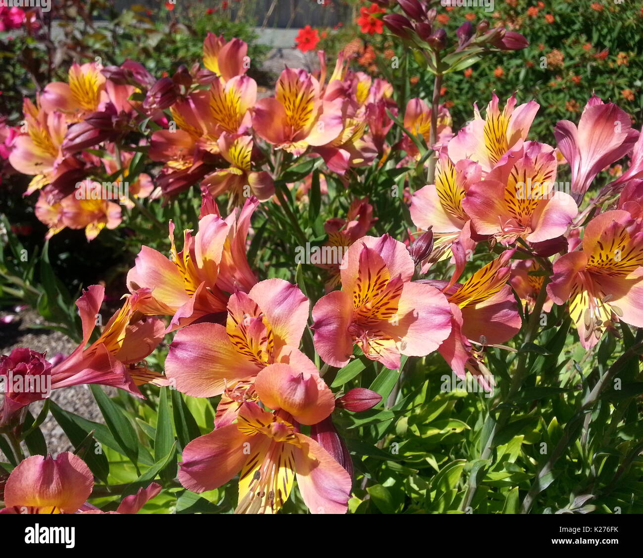 Peruvian lilies hi-res stock photography and images - Alamy