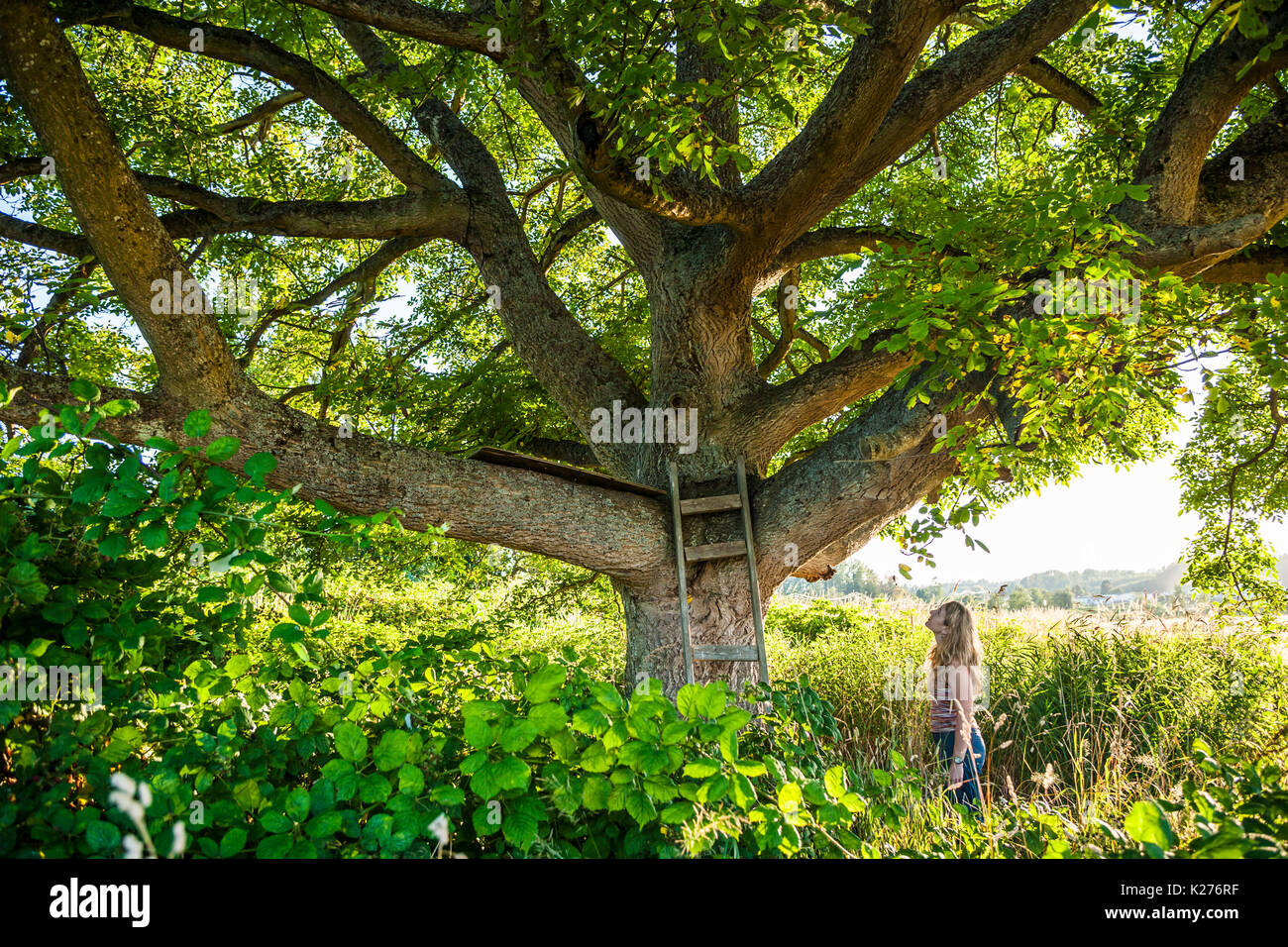 Ladder leaning against tree hi-res stock photography and images - Alamy