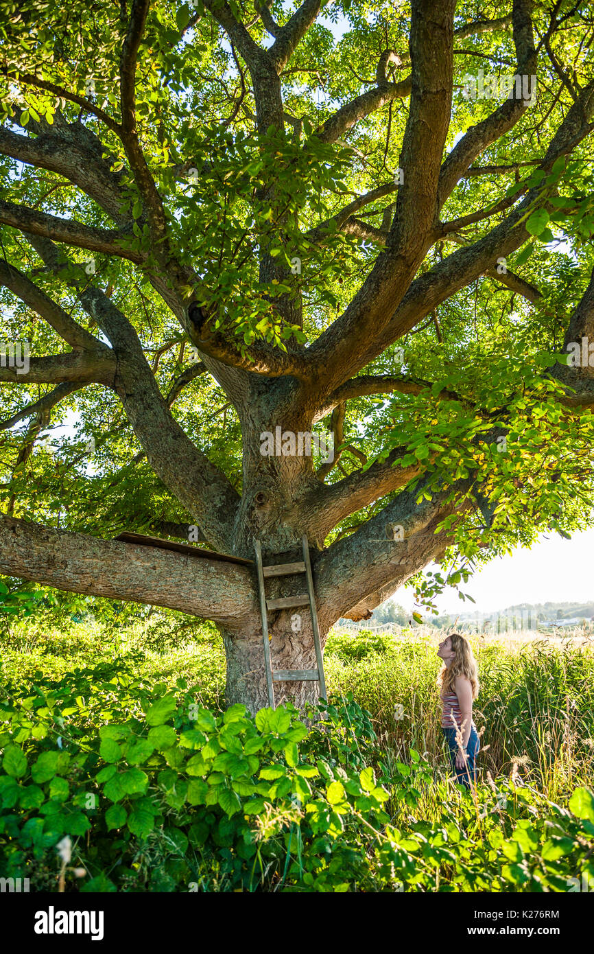 A woman standing below a large tree with a ladder leaning against it's ...