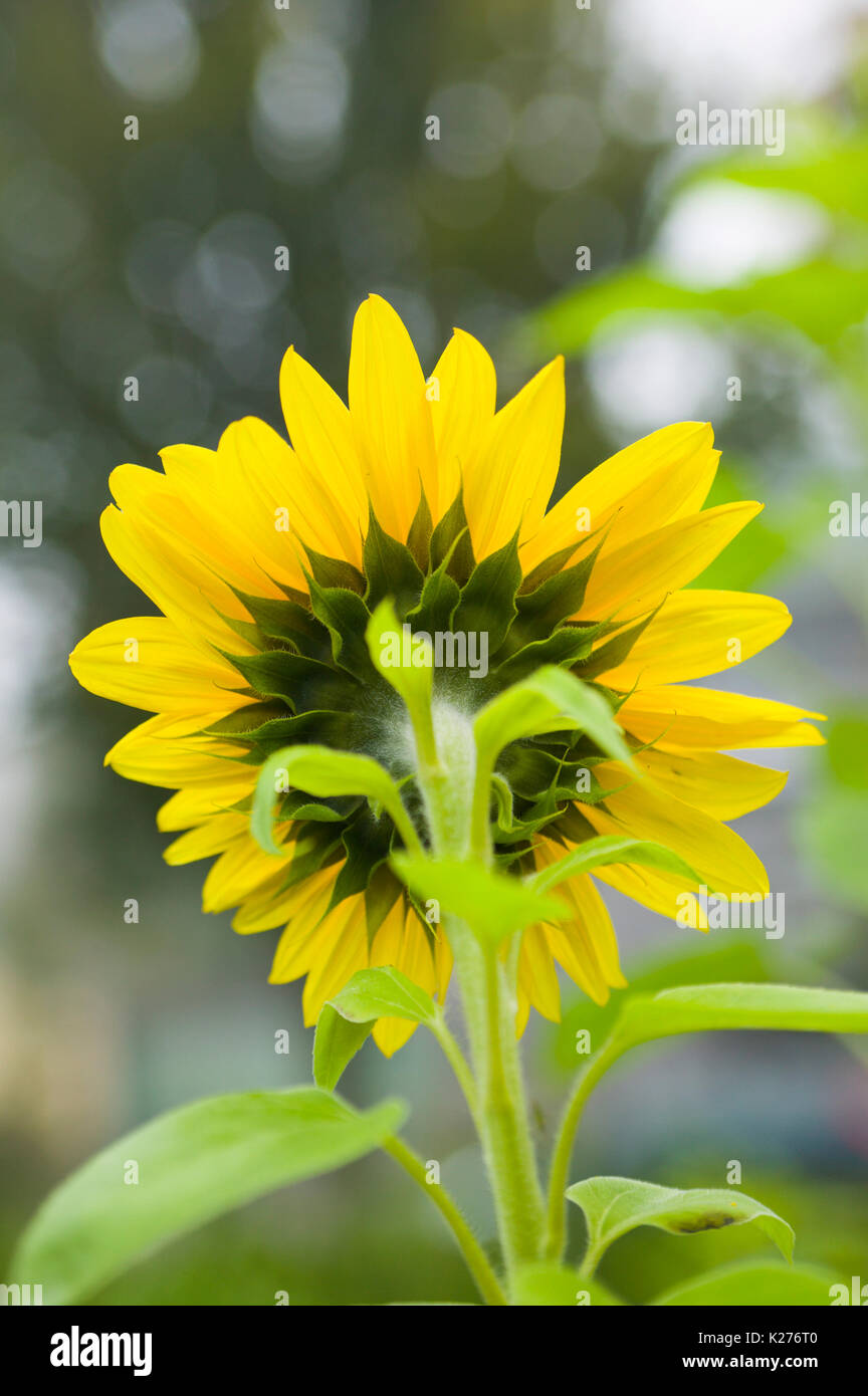Back view of a sunflower Stock Photo - Alamy