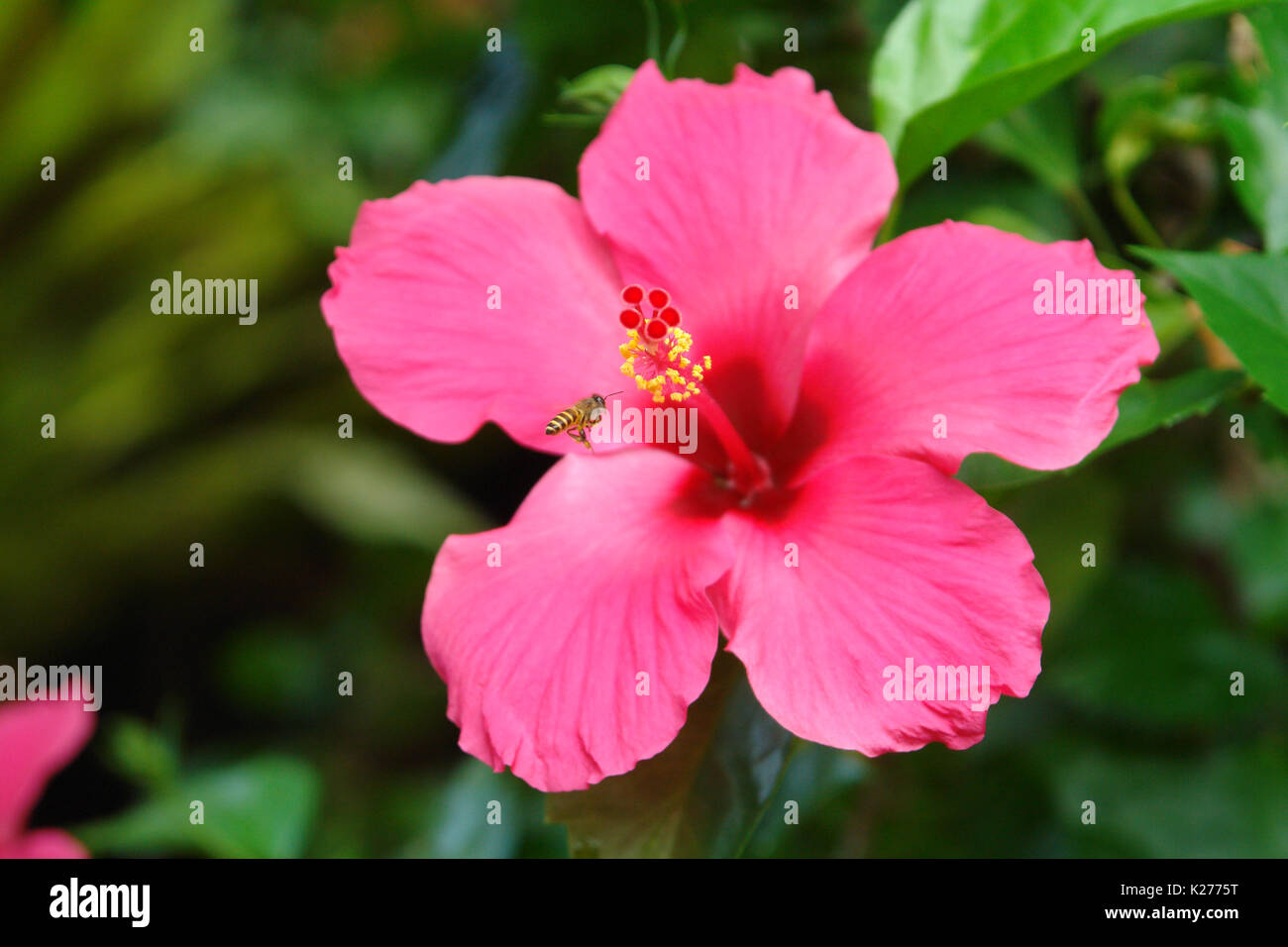 Pangandaran west java indonesia hi-res stock photography and images - Alamy