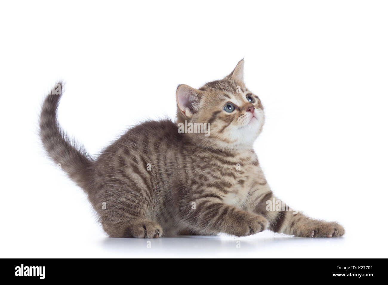 Young kitten side view. Cat tabby kitten looks up isolated Stock Photo ...