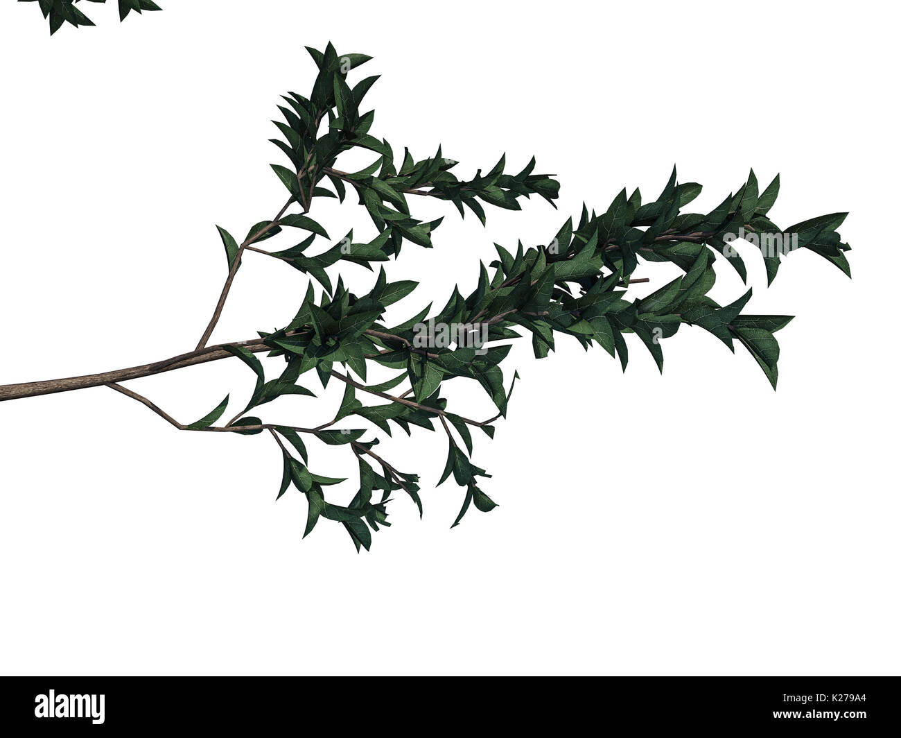 3d rendering of a foreground tree branch isolated on white background ...
