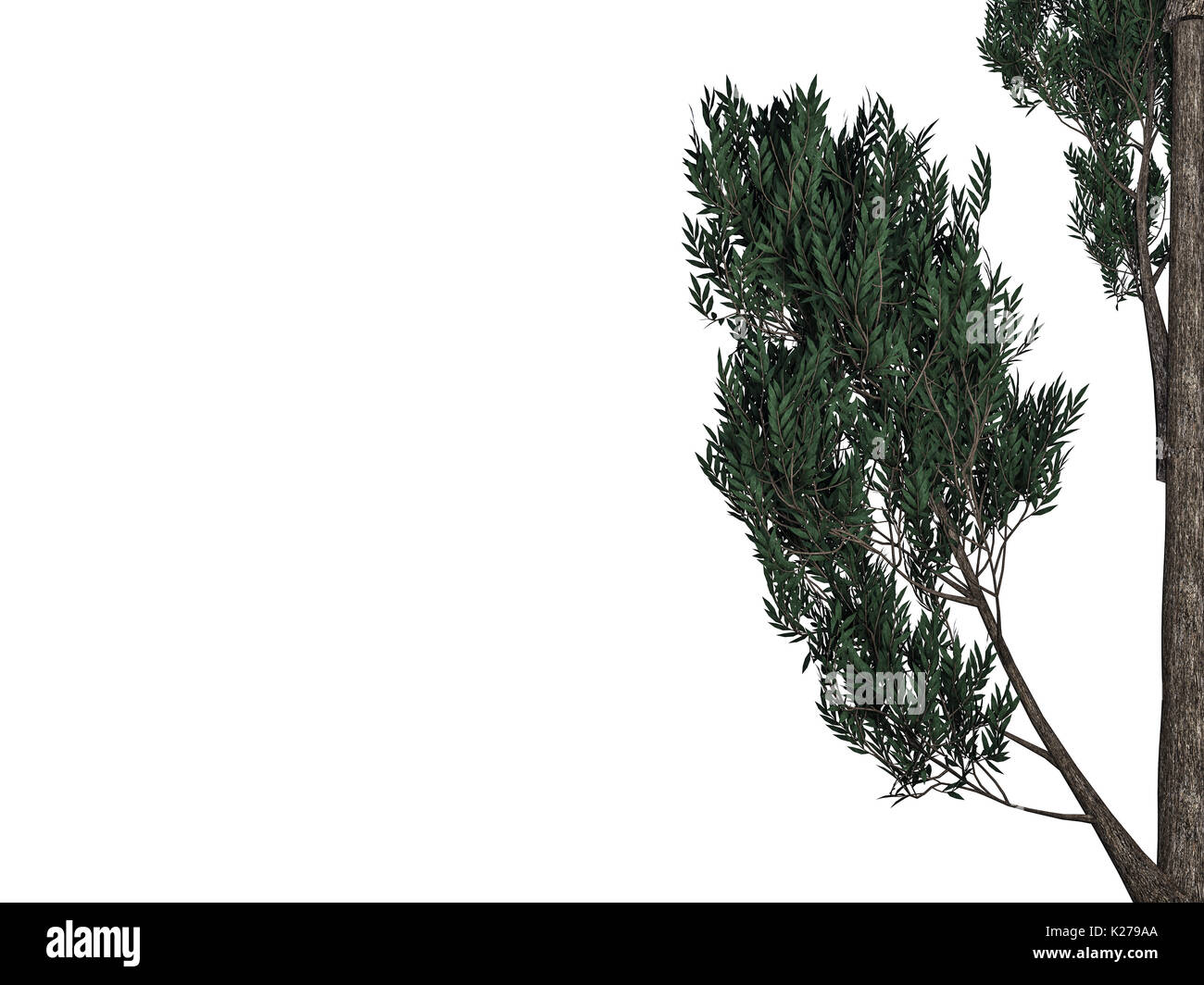 3d rendering of a foreground tree branch isolated on white background ...