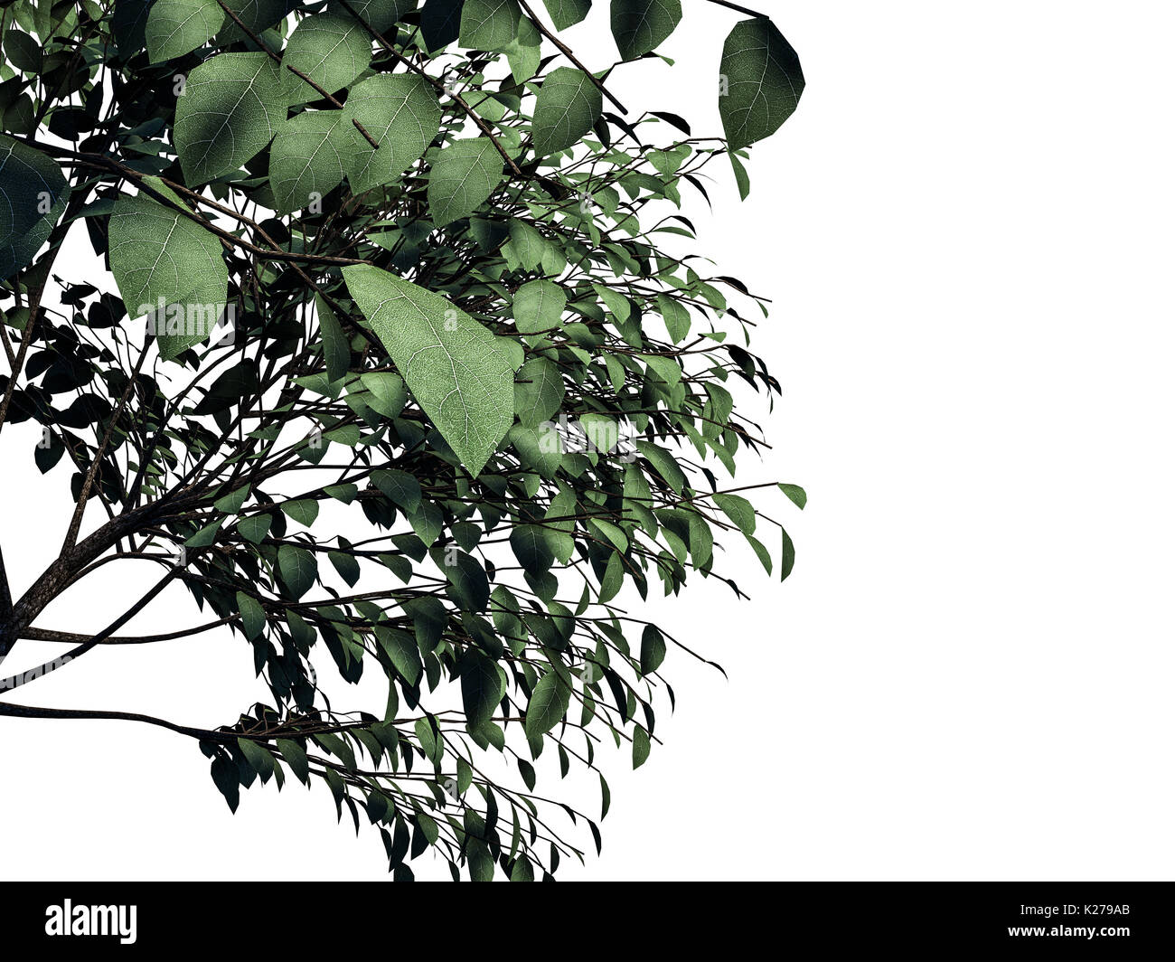 3d rendering of a foreground tree branch isolated on white background ...