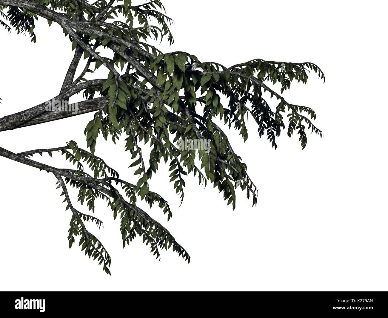 3d rendering of a foreground tree branch isolated on white background ...